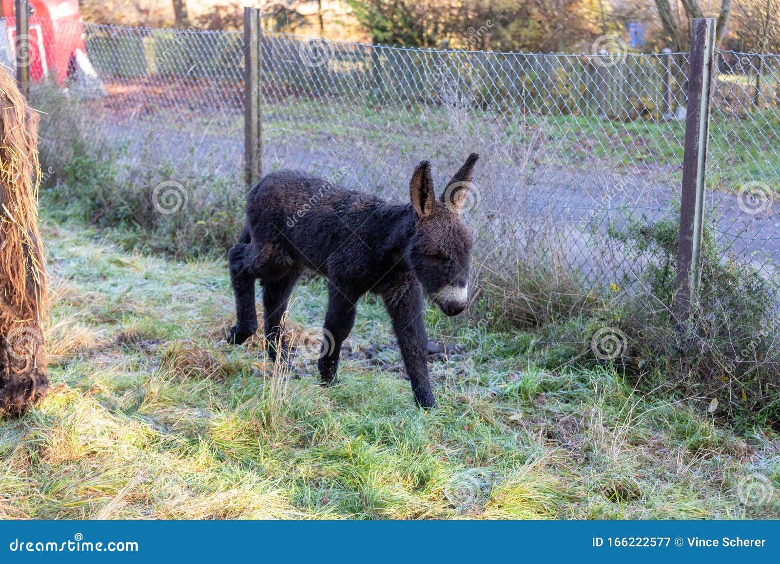 Rare Poitou donkey foal stock image. Image of equus - 166222577