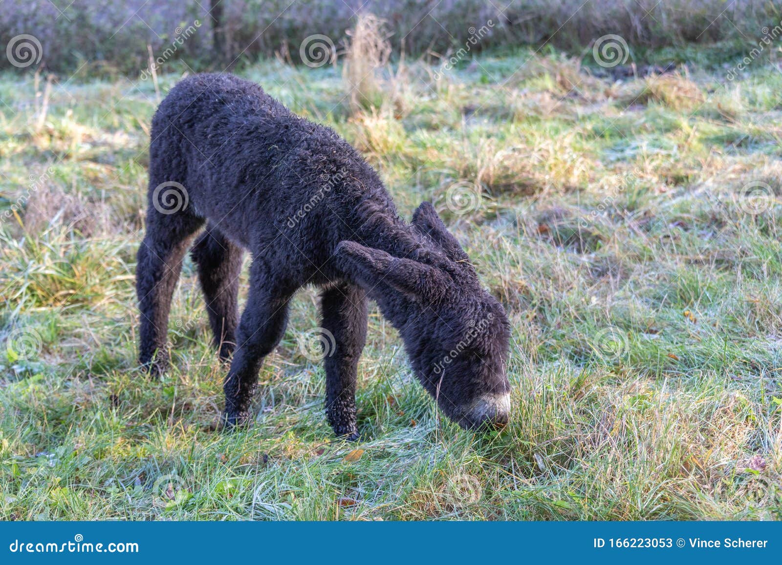 Rare Poitou donkey foal stock image. Image of endangered - 166223053