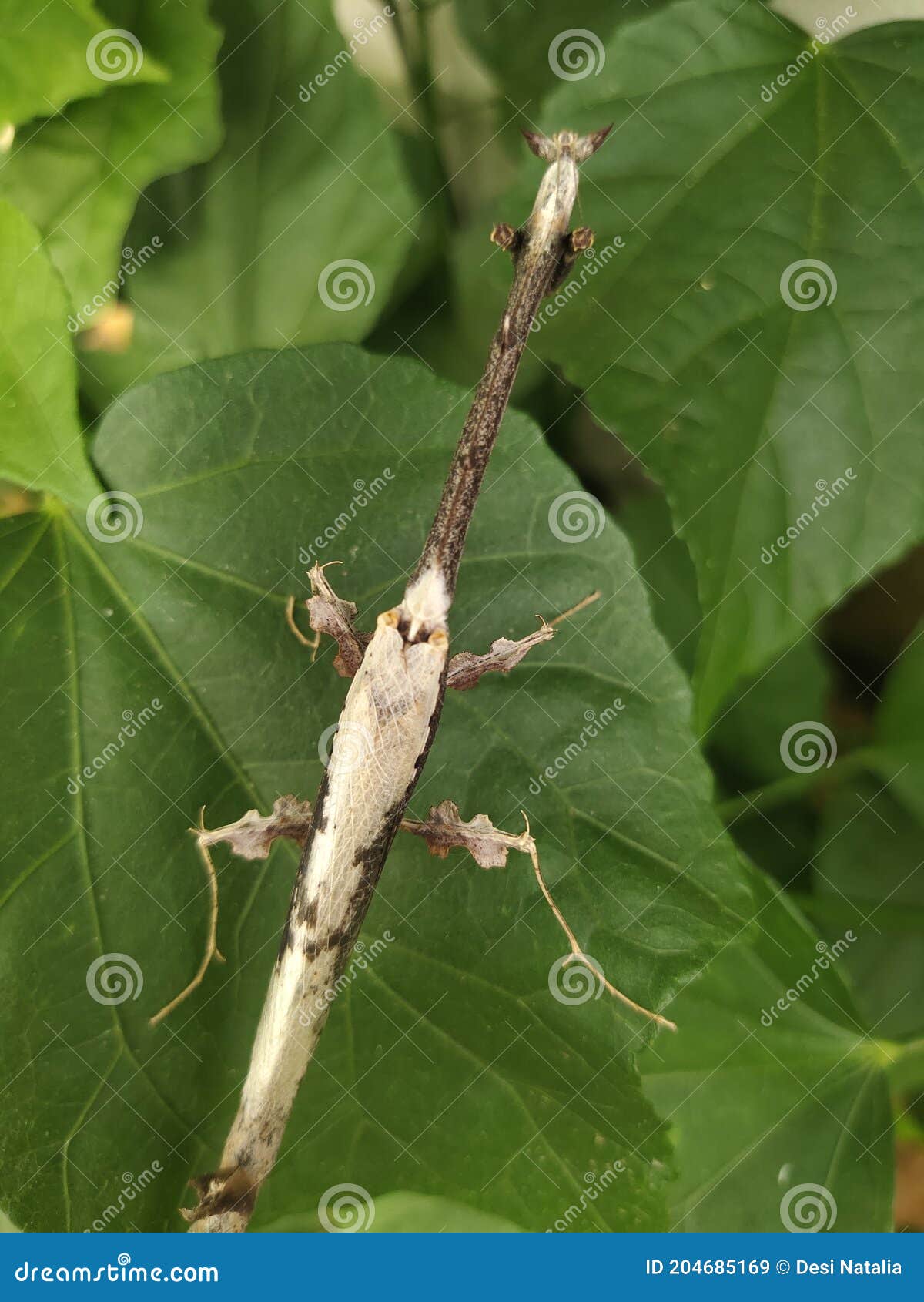 114 Rare Praying Mantis Stock Photos - Free & Royalty-Free Stock Photos ...
