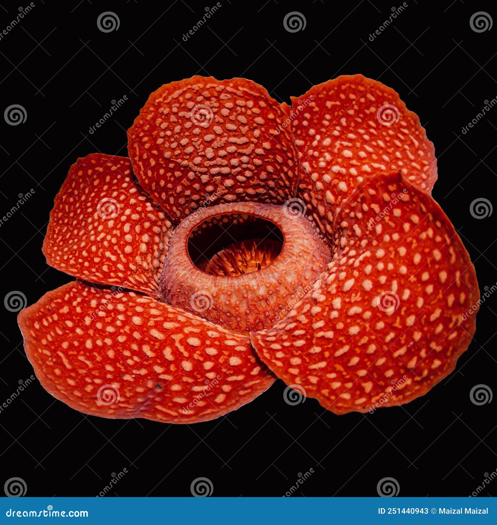 Rare Rafflesia Flower With Black Solid Background Stock Photography ...