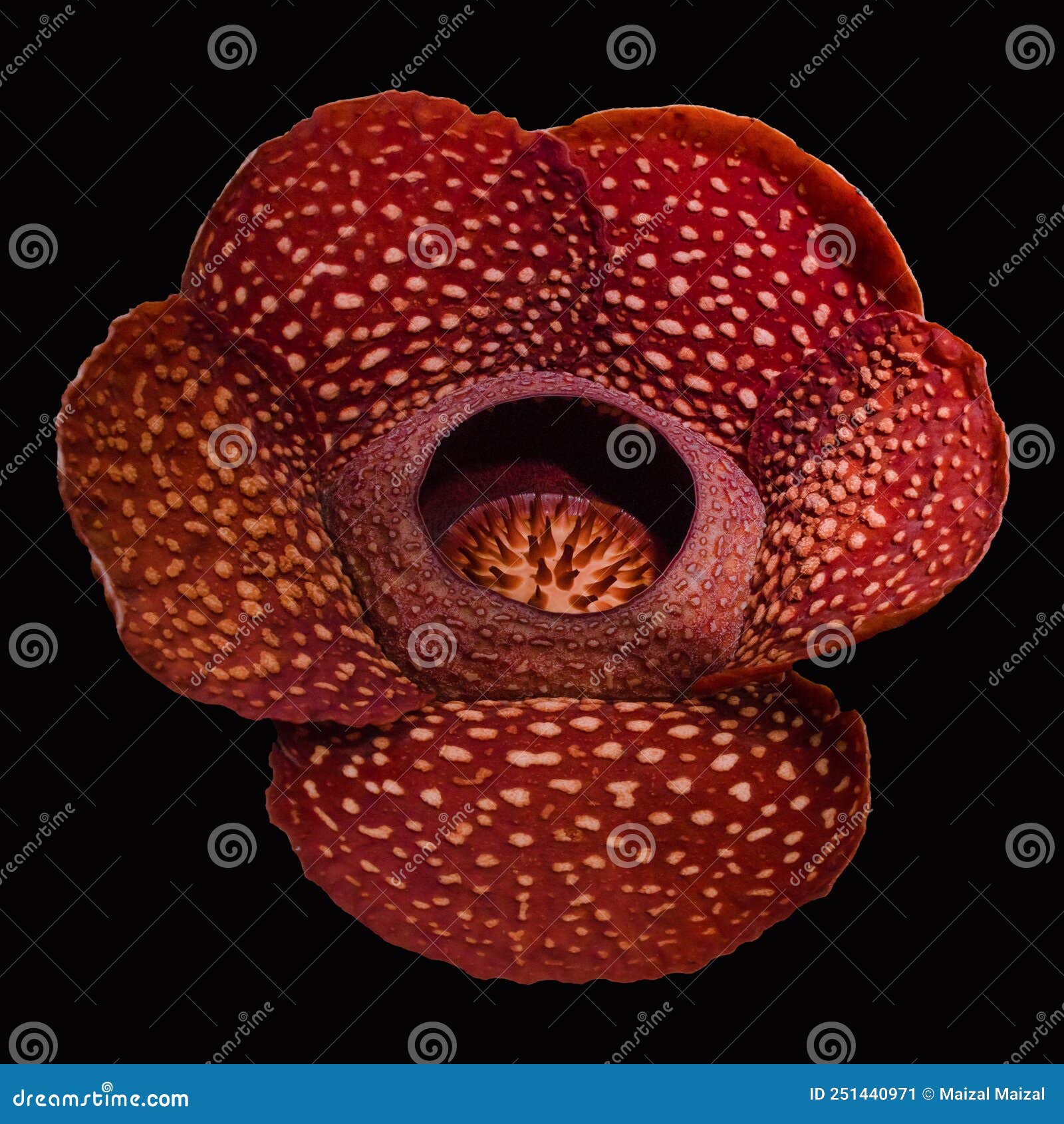 Rare Rafflesia Flower With Black Solid Background Royalty-Free Stock ...