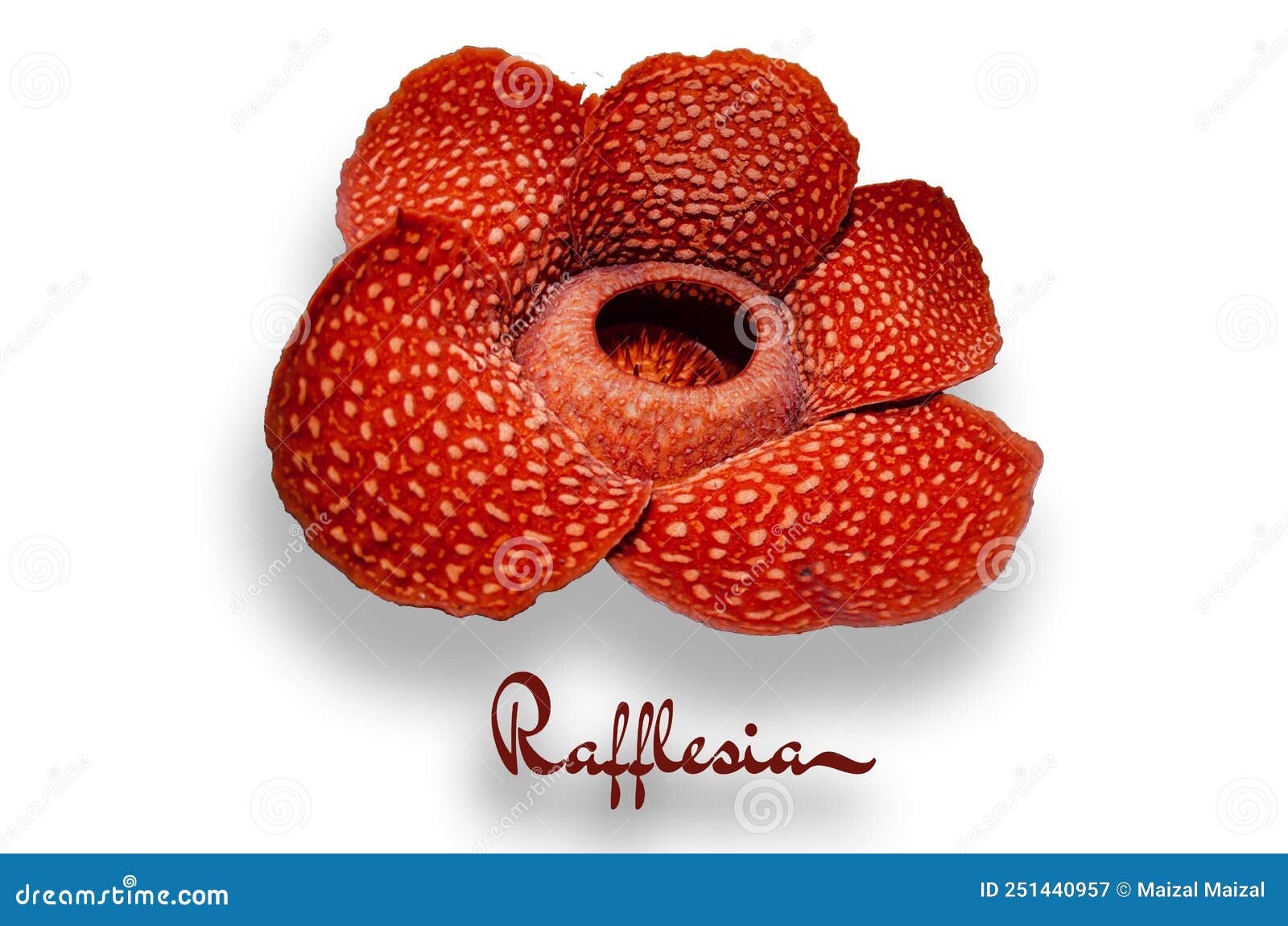 Rare Rafflesia Flower With Black Solid Background Stock Photography ...