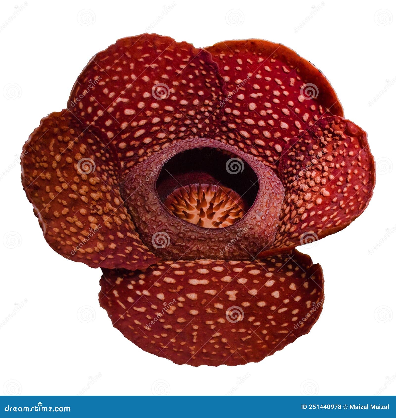 Rare Rafflesia Flower With Black Solid Background Stock Photography ...