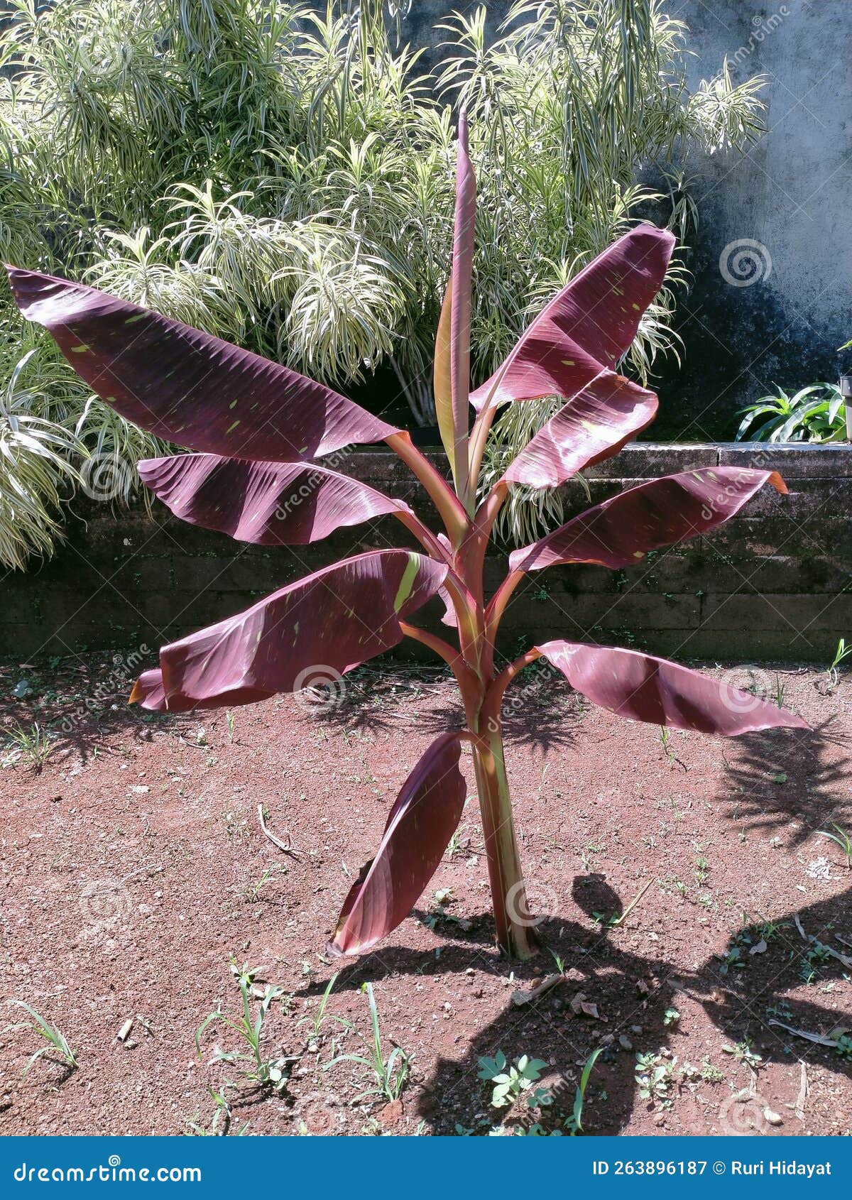 This Rare Red-colored Banana Tree is Called the Ruby Plant Stock Image ...