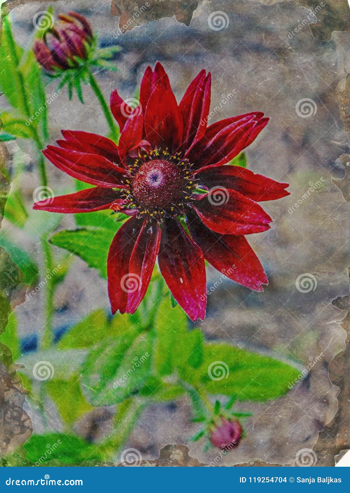 Rare Red Flower in Bloom Rustic Stock Photo - Image of ethnicity ...