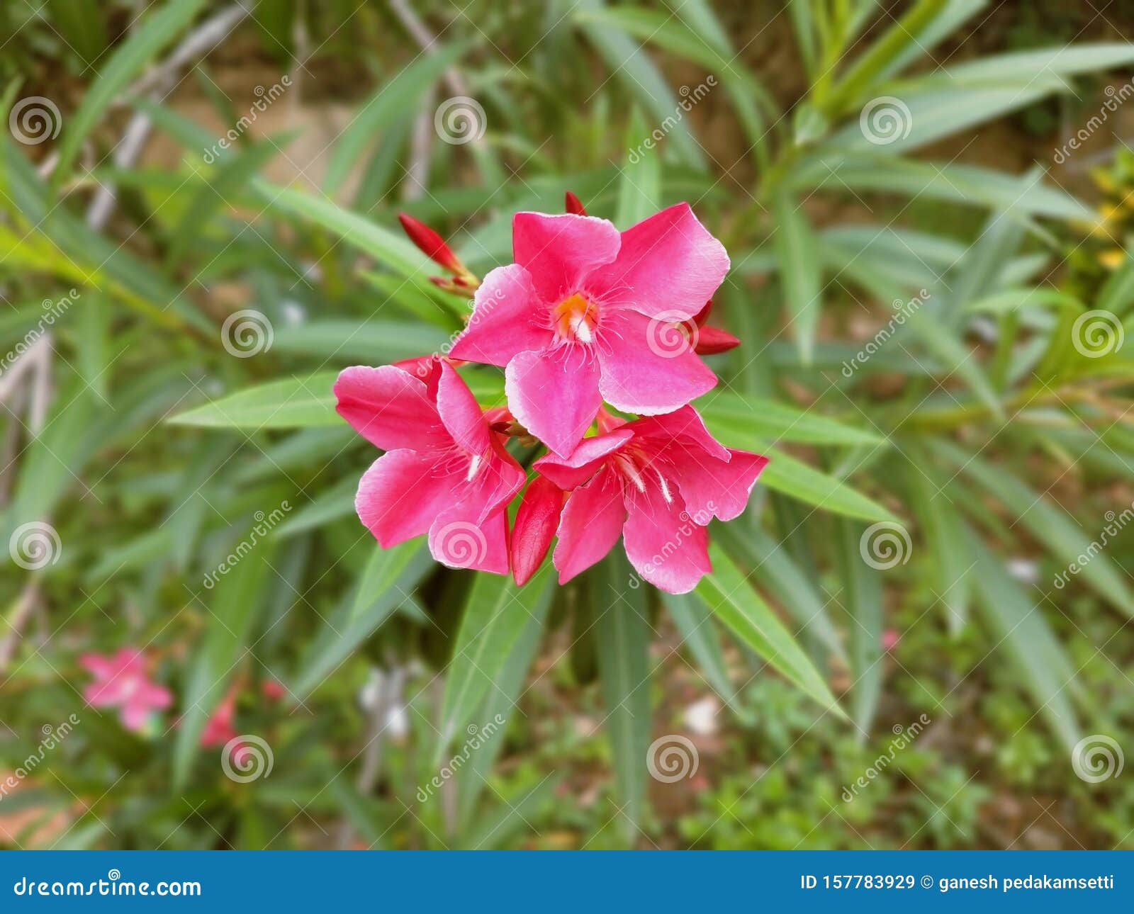Rare Red Ganneru Flower so Cute Stock Image - Image of ganneru, rare ...
