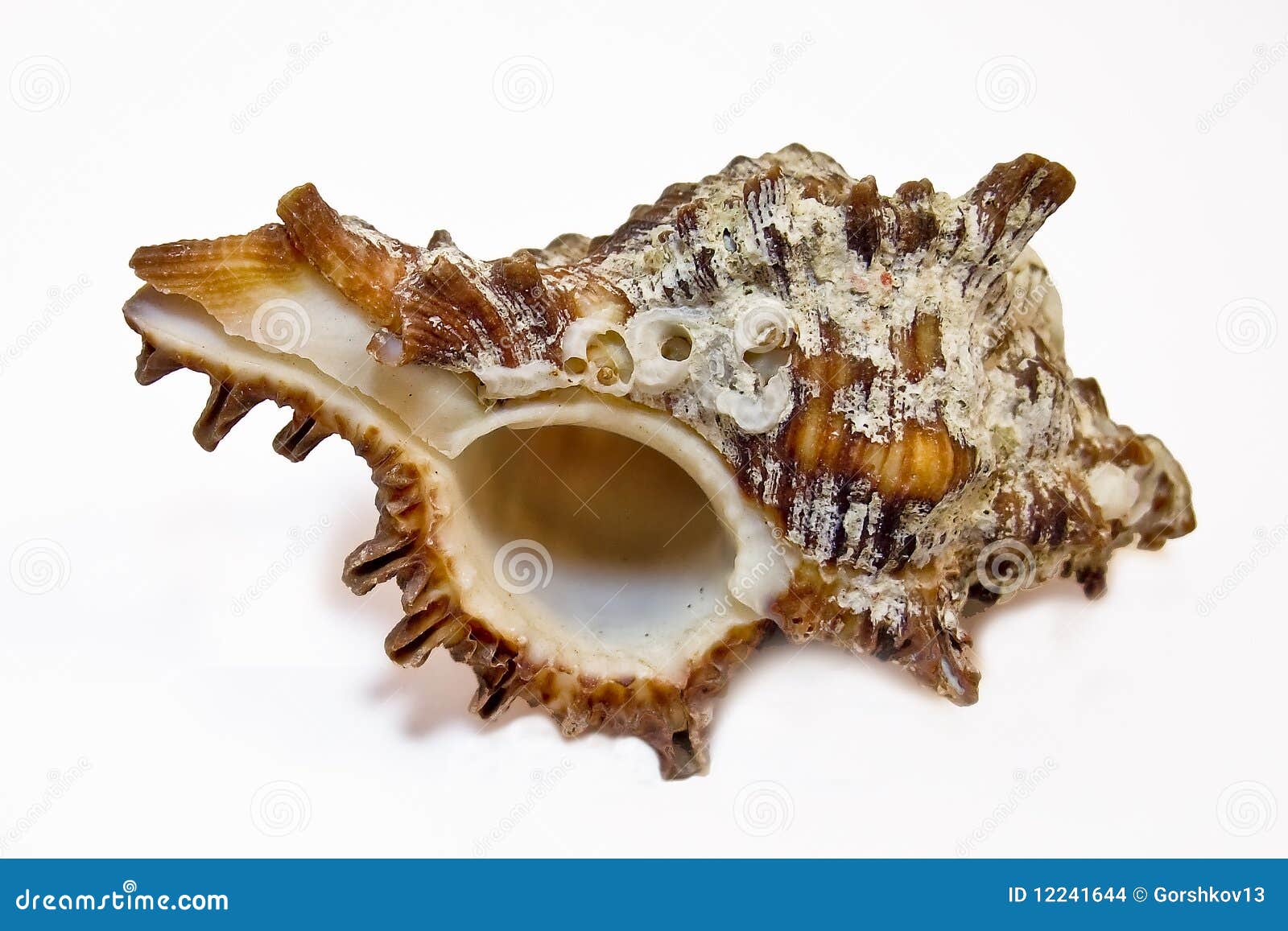 Rare Red Sea Seashell stock photo. Image of conch, structure - 12241644