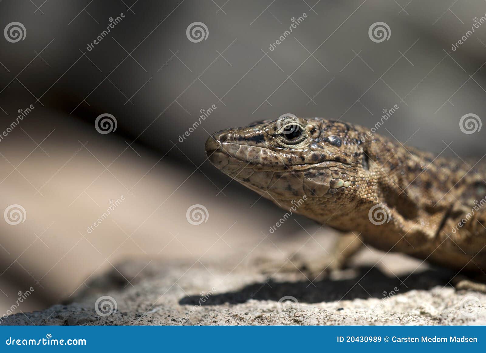 Rare reptile stock image. Image of nature, reptiles, lilfordi - 20430989