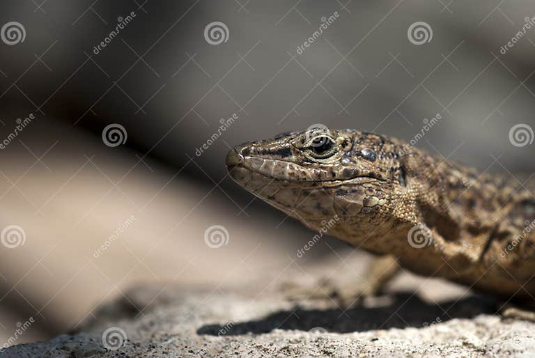 Rare reptile stock image. Image of nature, reptiles, lilfordi - 20430989