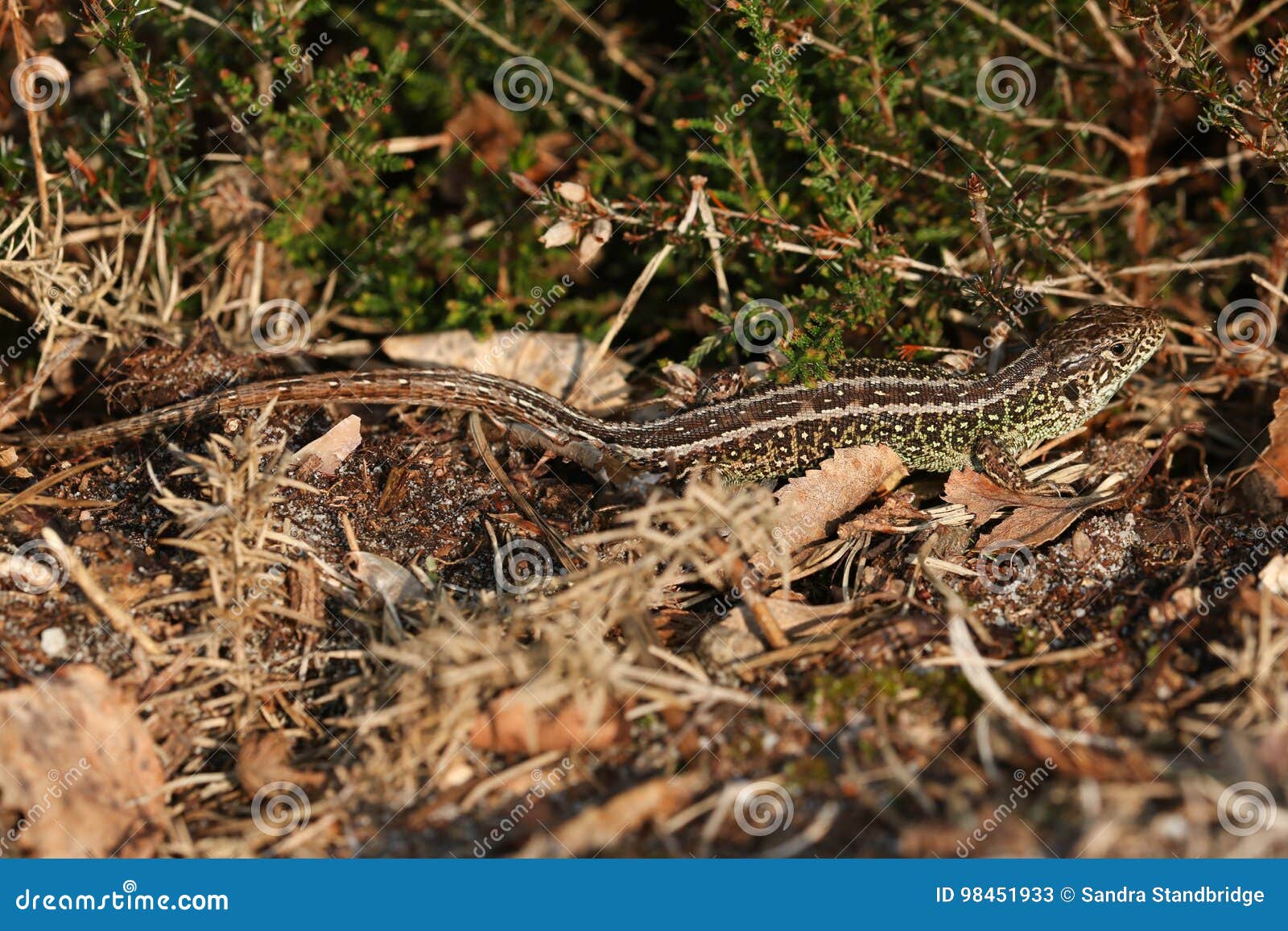 A Rare Sand Lizard Lacerta Agilis Sunbathing in the Undergrowth. Stock ...