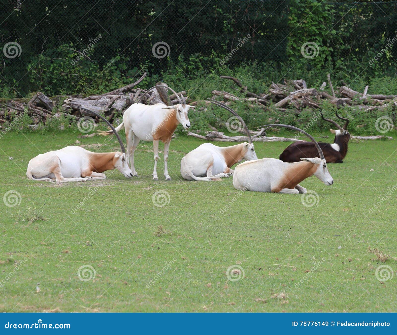 Rare Scimitar Oryx Herd Grazing the Grass Stock Image - Image of dammah ...