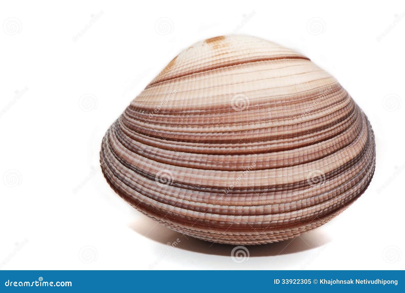 Rare Sea Shell Isolated on White Background. Stock Image - Image of ...