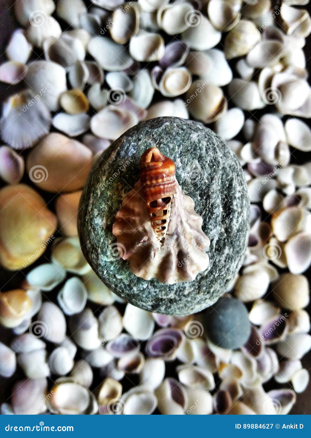 A rare sea shell stock image. Image of shell, size, rare - 89884627