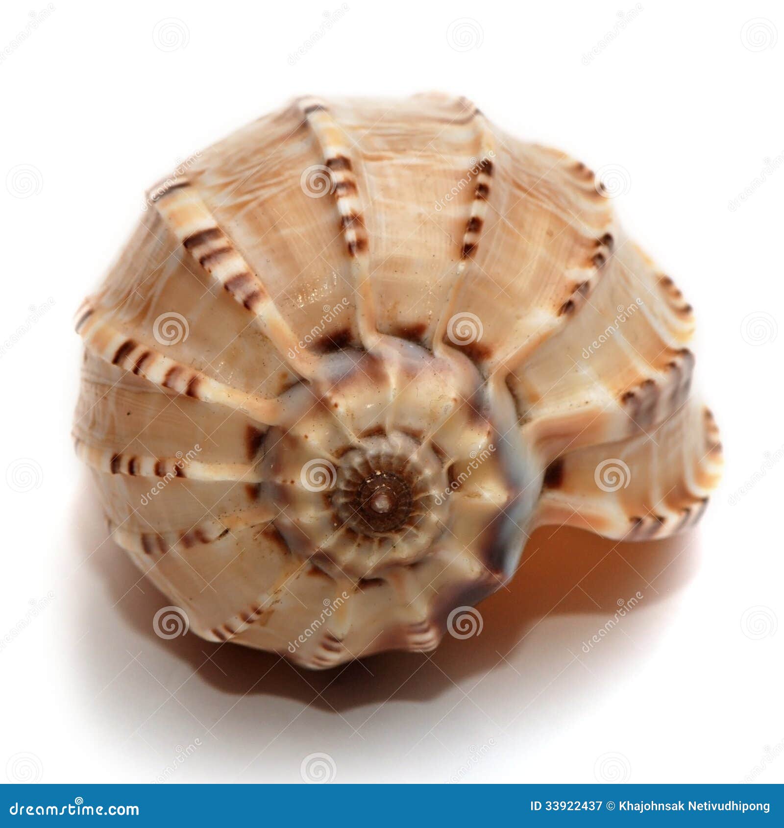 1,614 Rare Sea Shell White Background Stock Photos - Free & Royalty ...