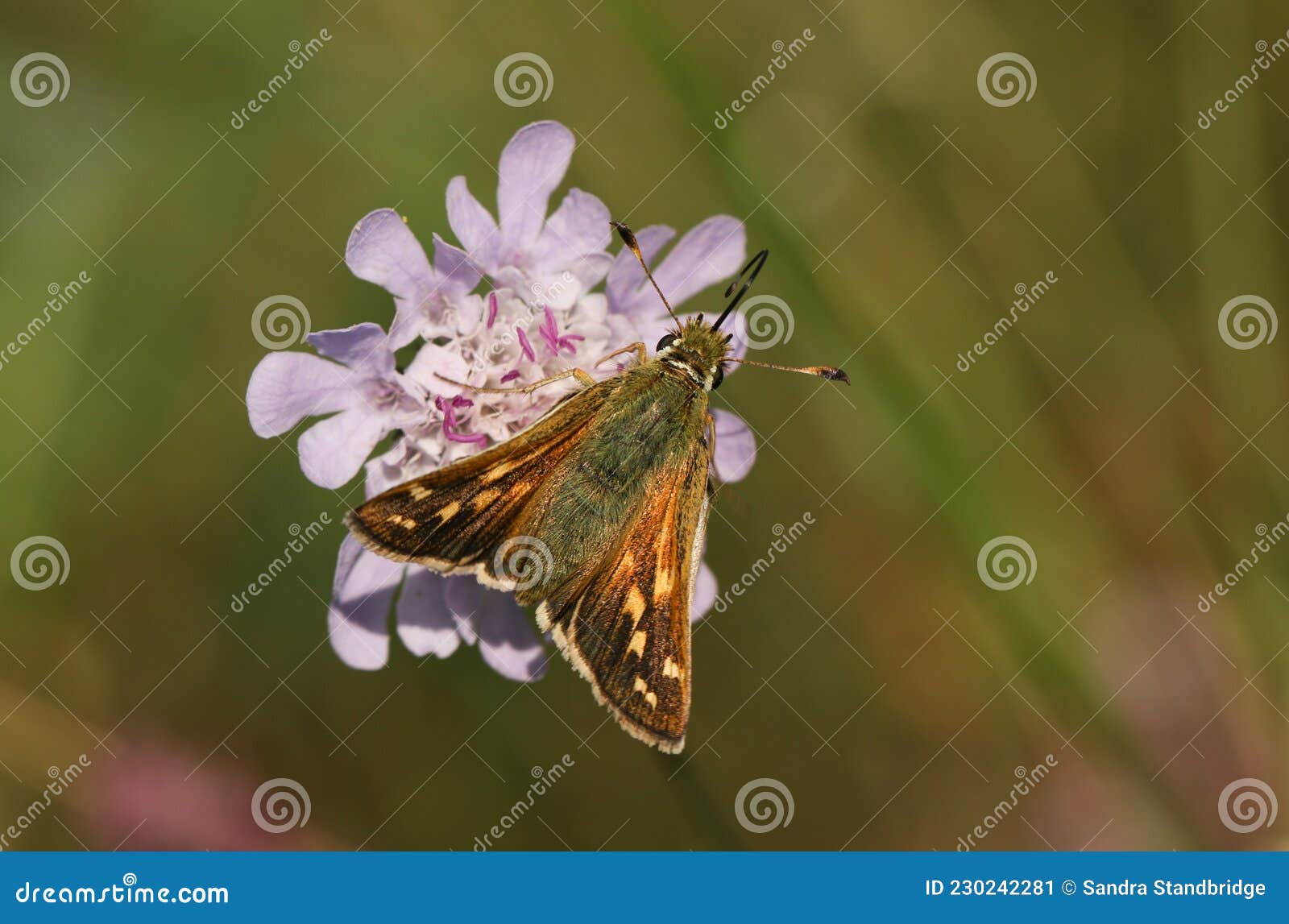 A Rare Silver Spotted Skipper Butterfly, Hesperia Comma, Nectaring on a ...