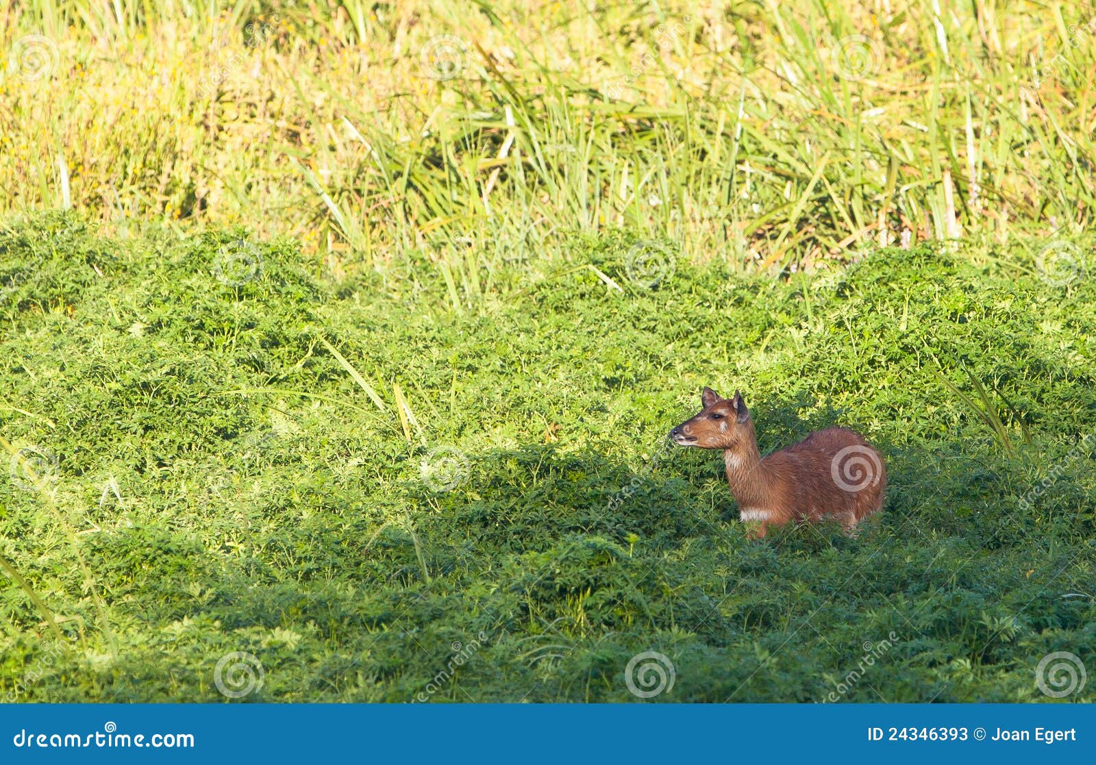 The Sitatunga Is A Rare Swamp-dwelling Antelope. Royalty-Free Stock ...
