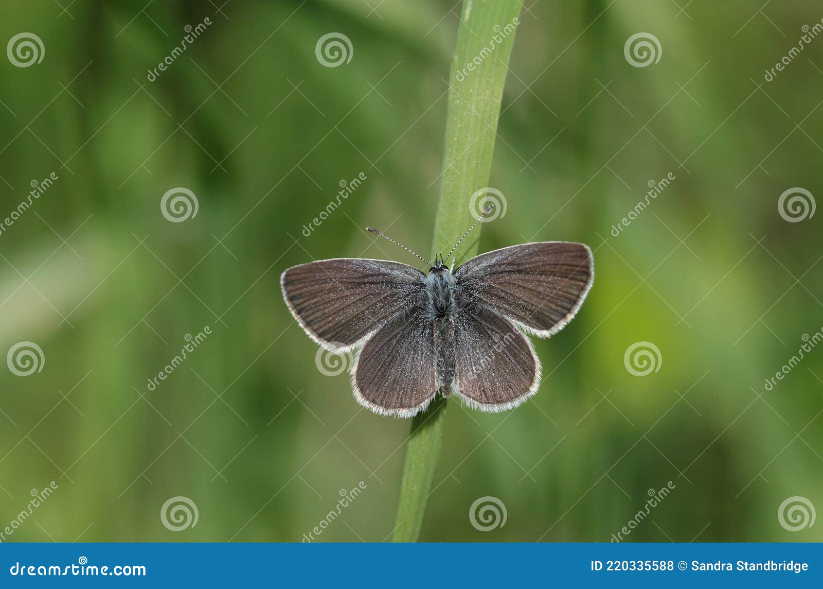 A Rare Small Blue Butterfly, Cupido Minimus, Perching On A Bramble Leaf ...