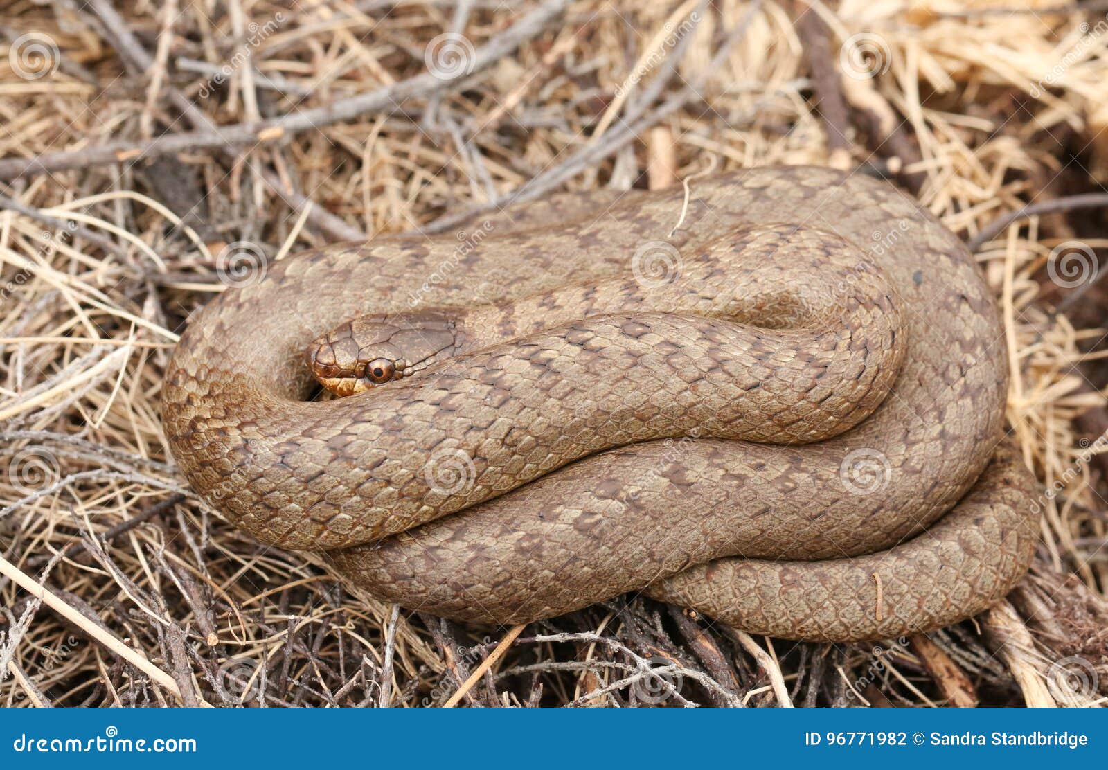 A Rare Smooth Snake Coronella Austriaca Coiled Up in the Undergrowth ...