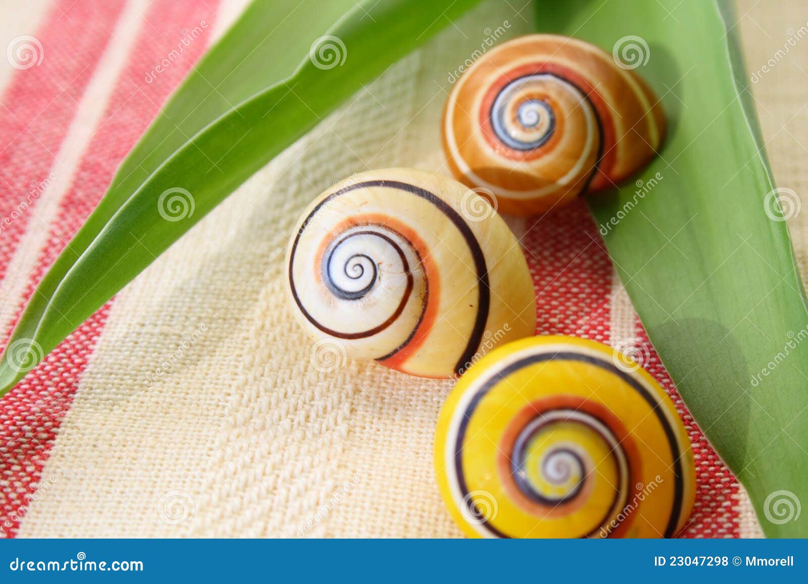 Rare snail shells stock photo. Image of closeup, shiny - 23047298