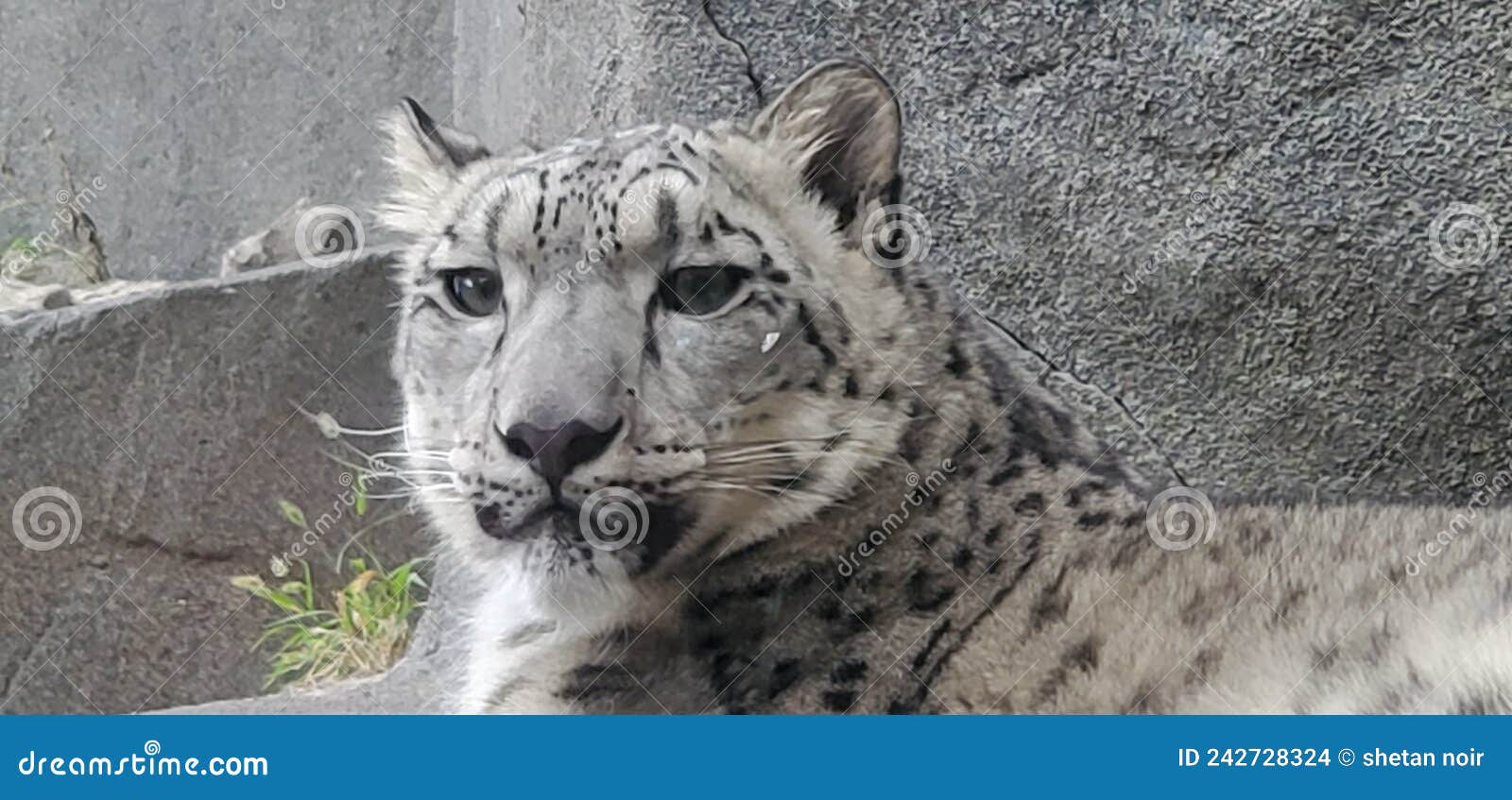 Rare snow leopard staring stock photo. Image of safari - 242728324