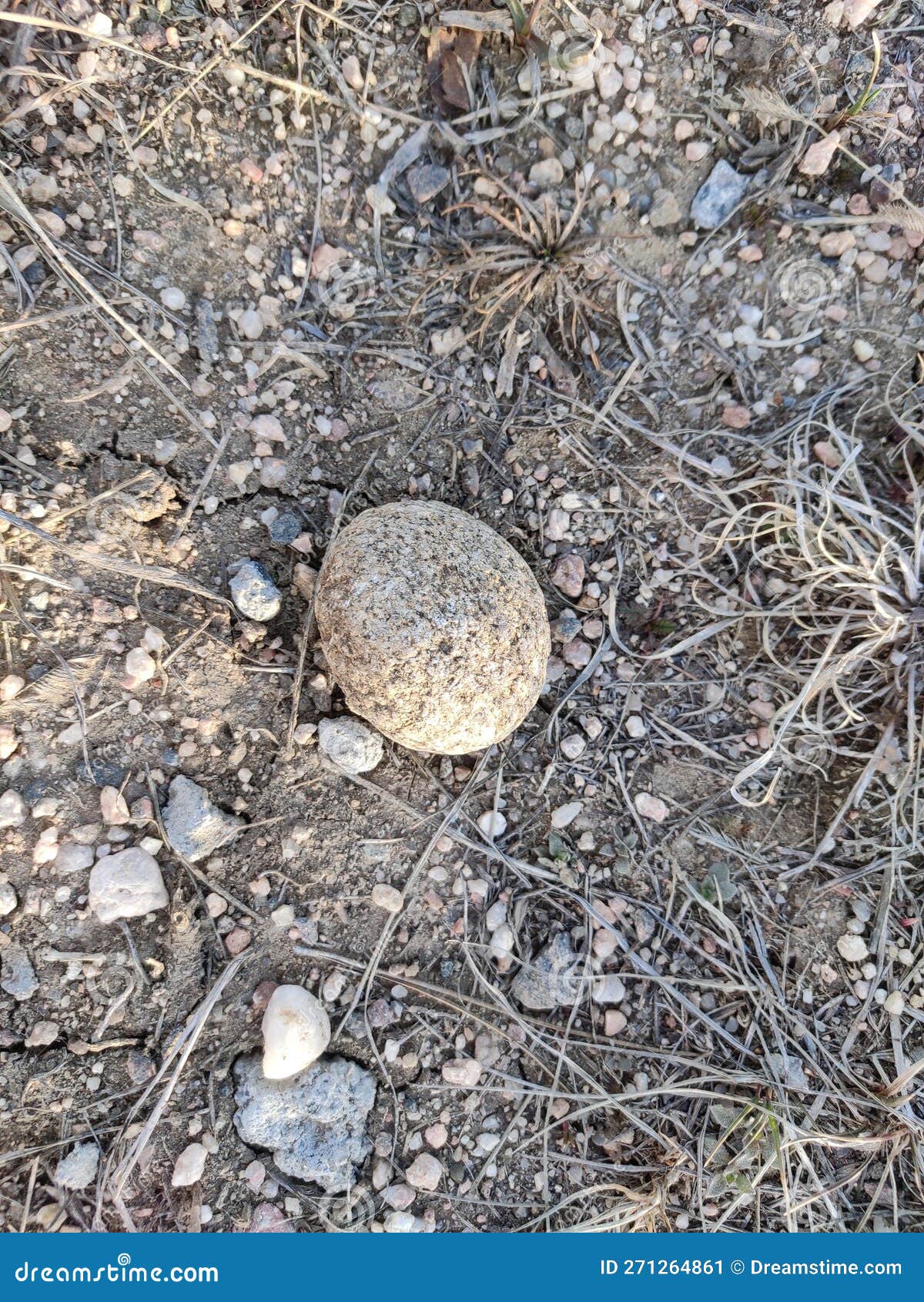 Rare Species Egg on Random Ground Stock Image - Image of rare, branch ...