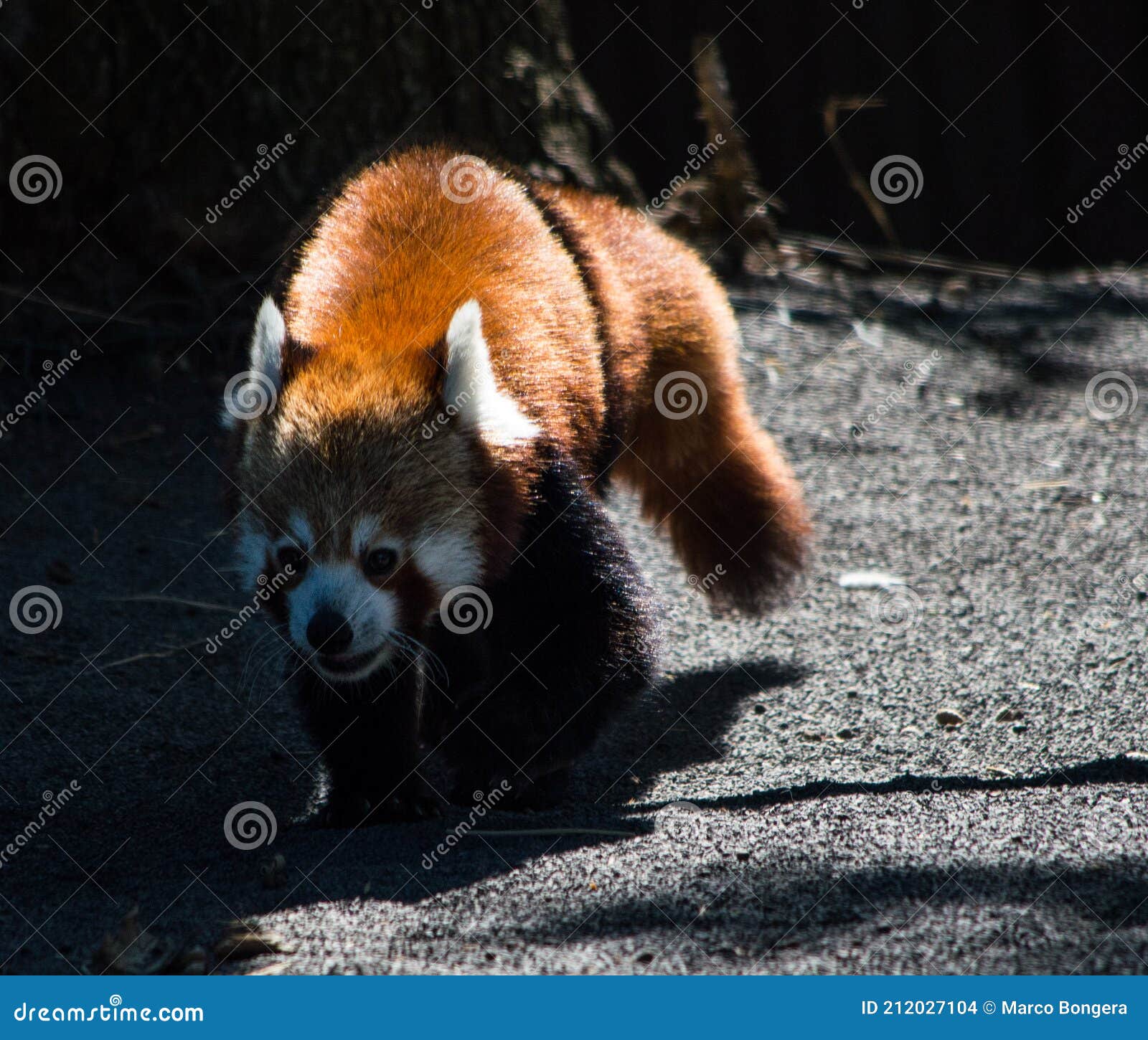 A Rare Specimen of an Endangered Red Panda Stock Photo - Image of asia ...