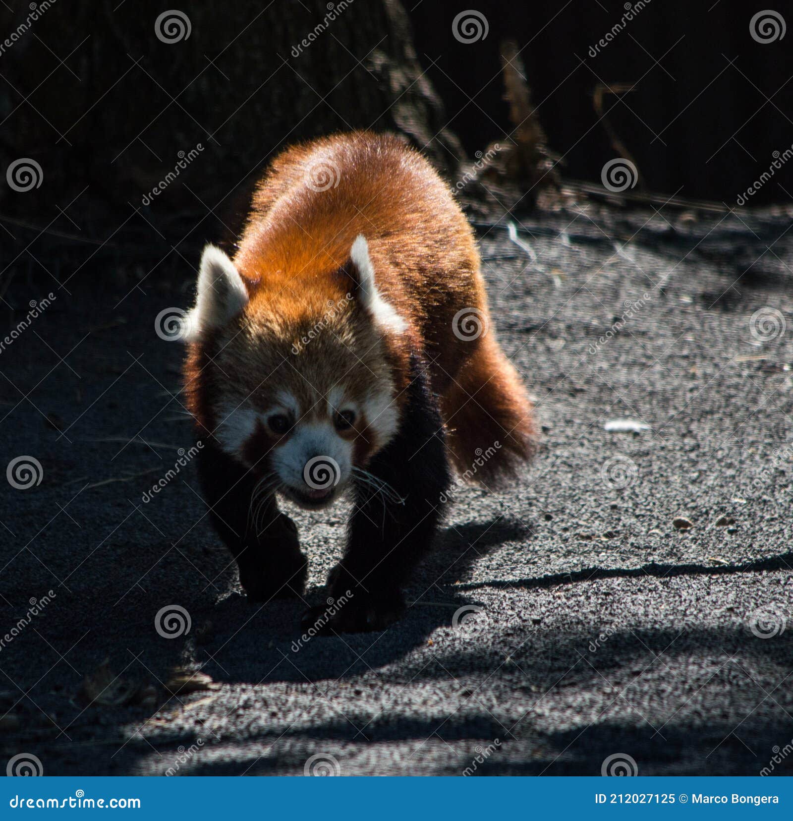A Rare Specimen of an Endangered Red Panda Stock Image - Image of funny ...