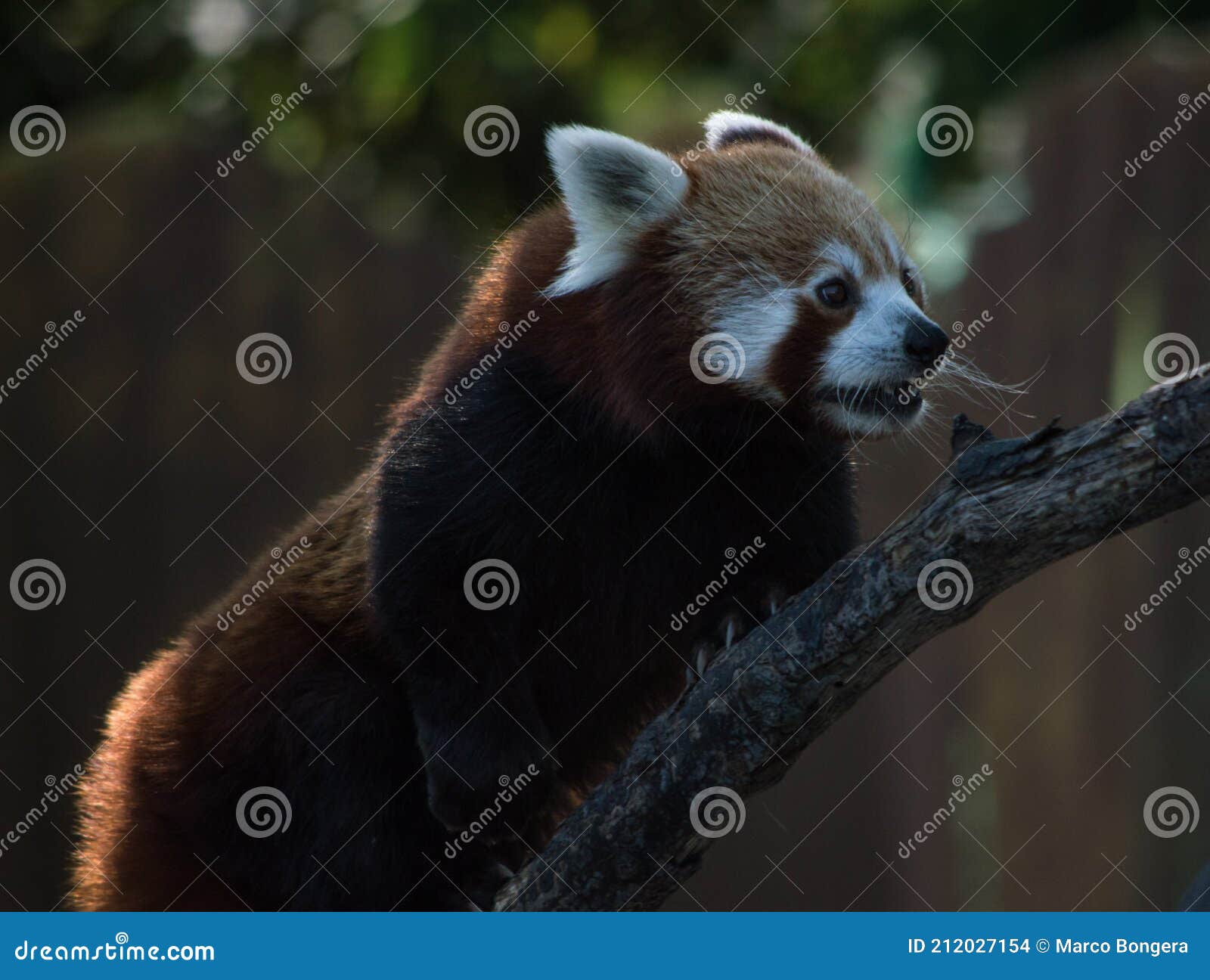A Rare Specimen Of An Endangered Red Panda Stock Image | CartoonDealer ...