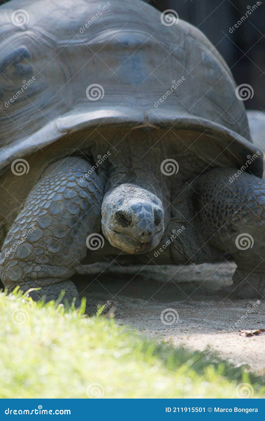 A Rare Specimen Of The Galapagos Tortoise Stock Image | CartoonDealer ...