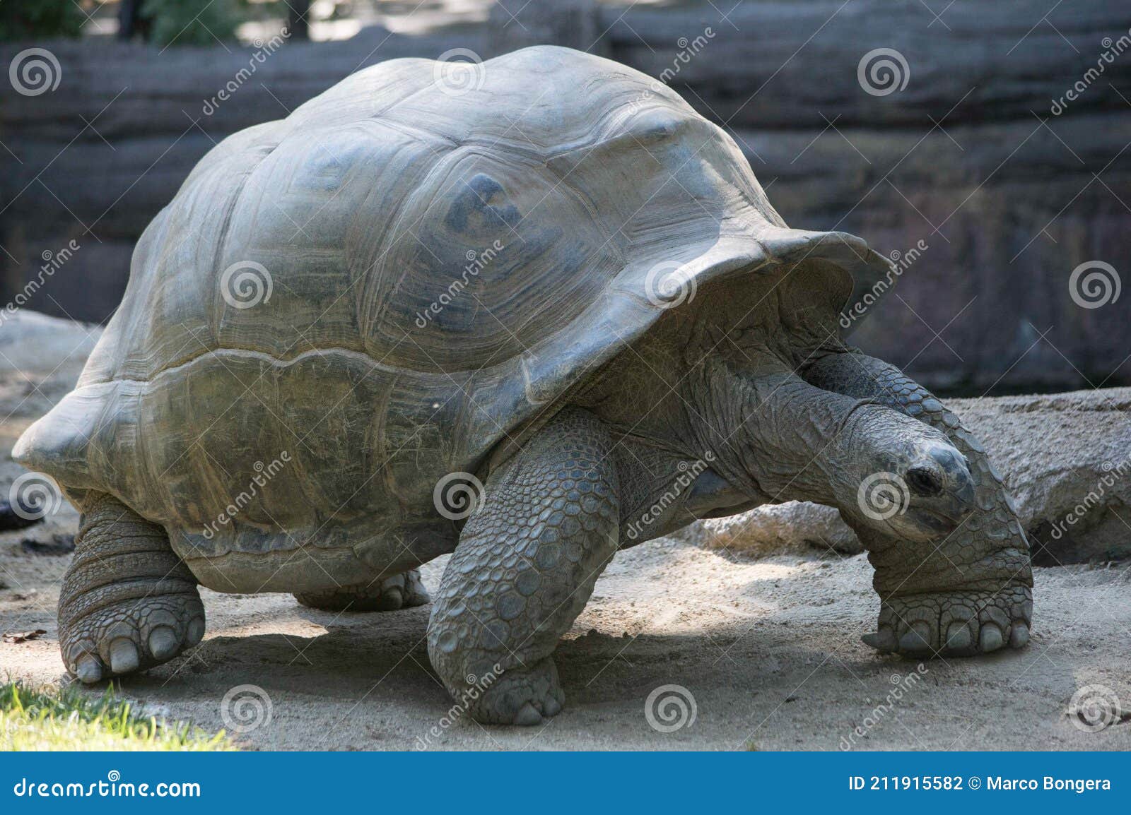 A Rare Specimen of the Galapagos Tortoise Stock Photo - Image of ...
