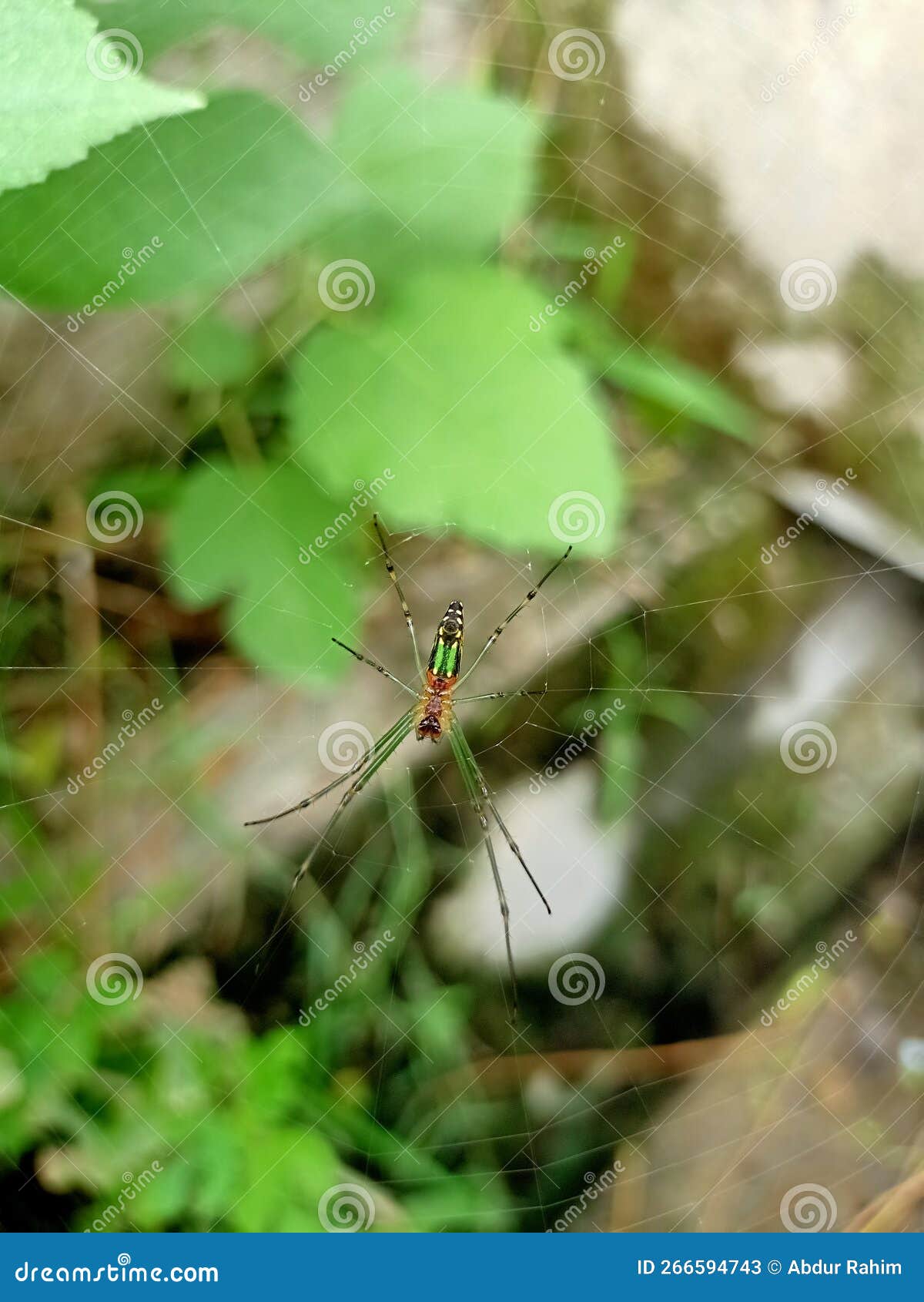 Rare Spider On Gravel Stock Image | CartoonDealer.com #289658587