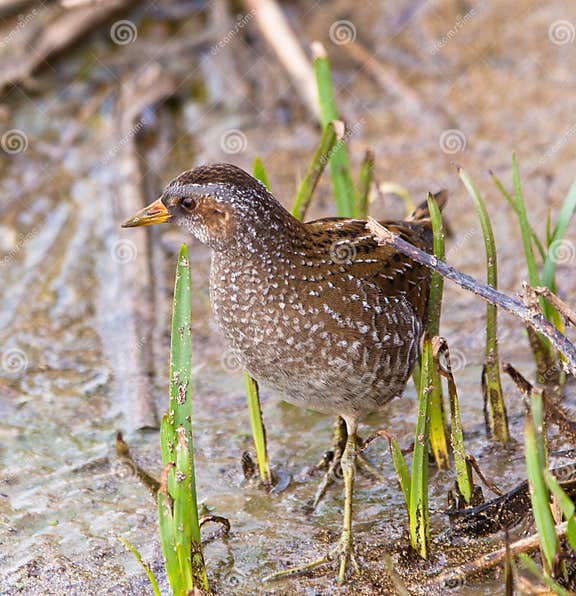 The rare Spotted Crake stock image. Image of rare, invisible - 18791169