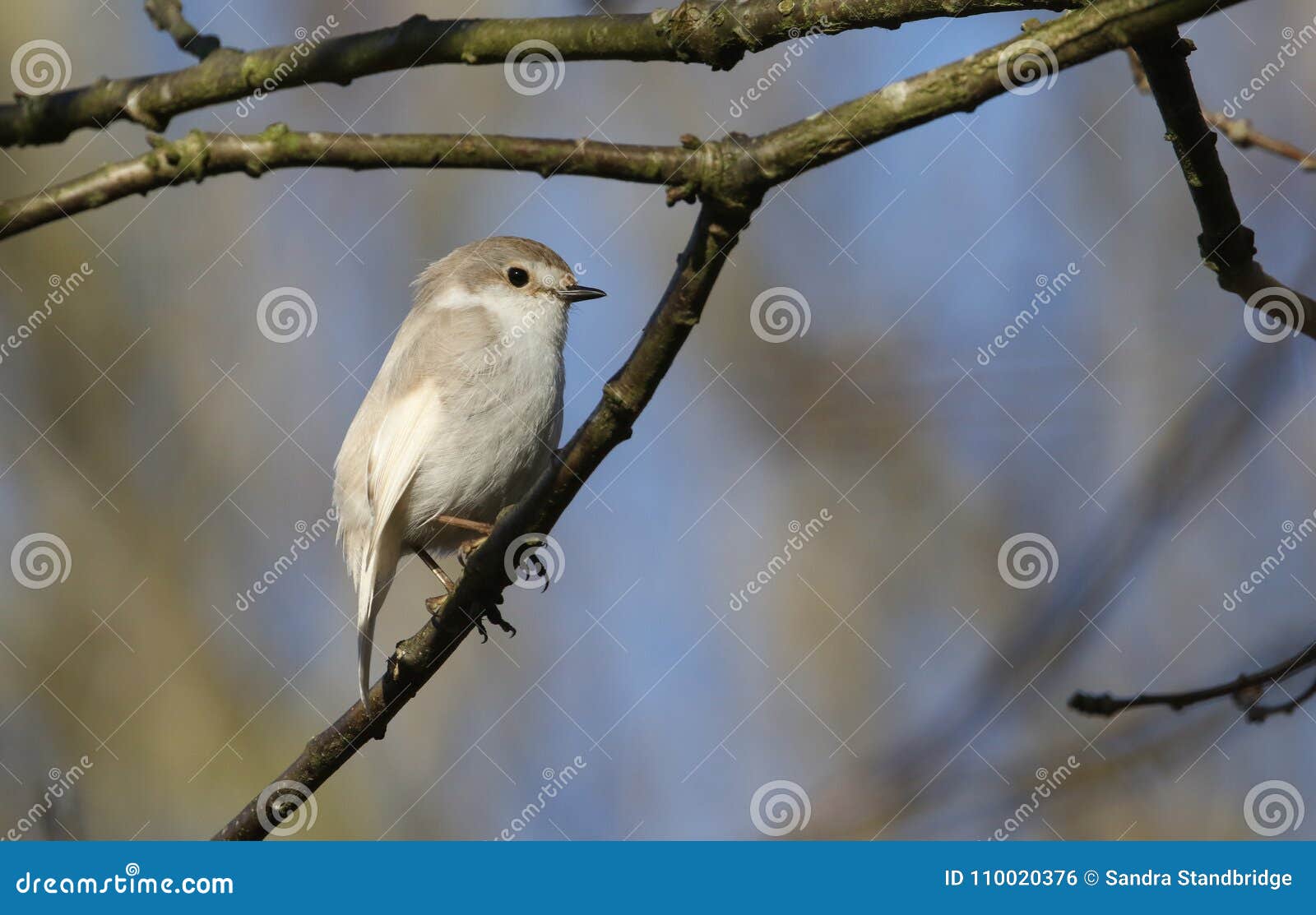 A Rare Leucistic Robin Erithacus Rubecula Perched on a Branch in a Tree ...