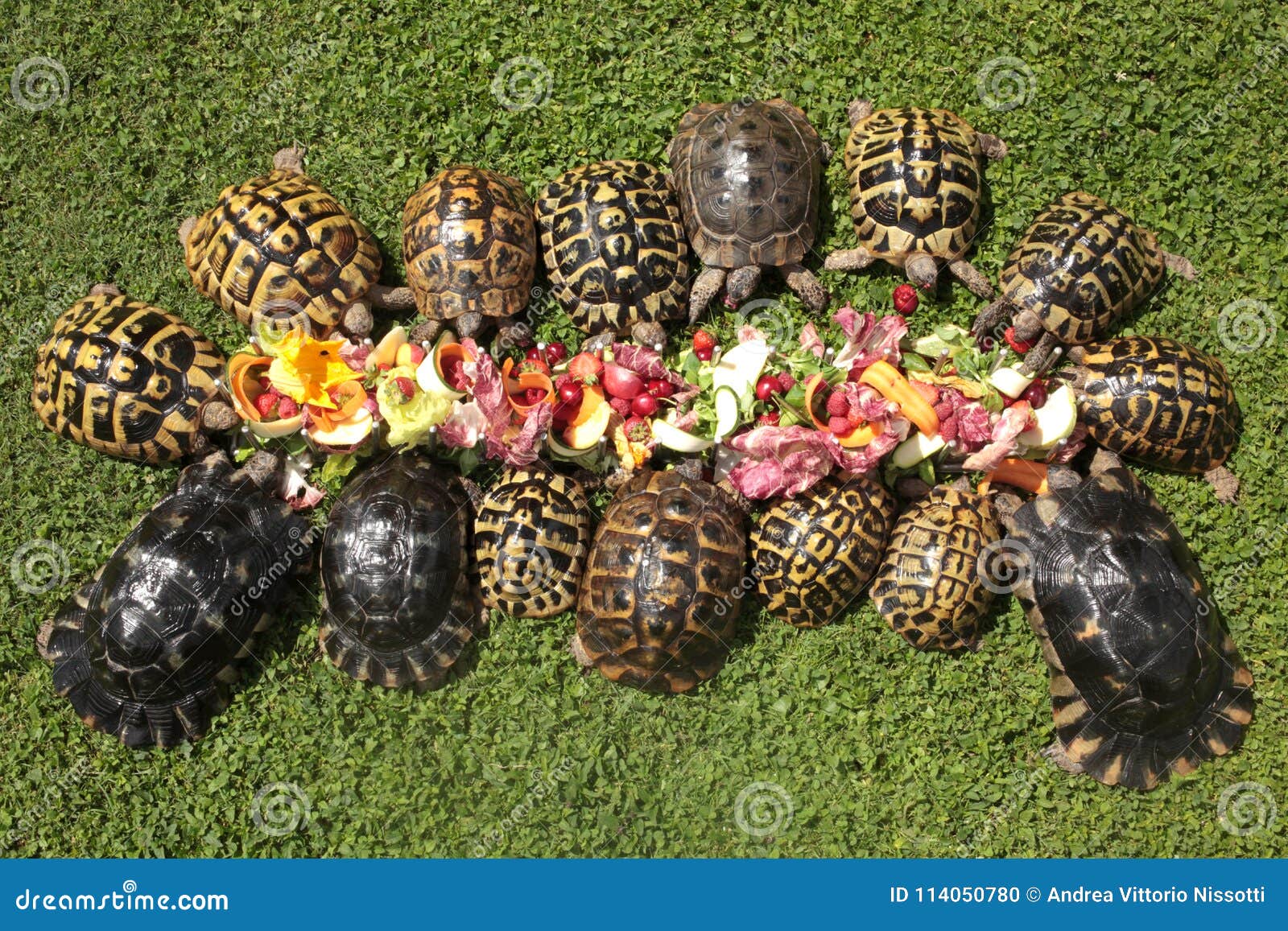 Rare Terrestrial Turtles Eating Vegetable Stock Photo - Image of shell ...