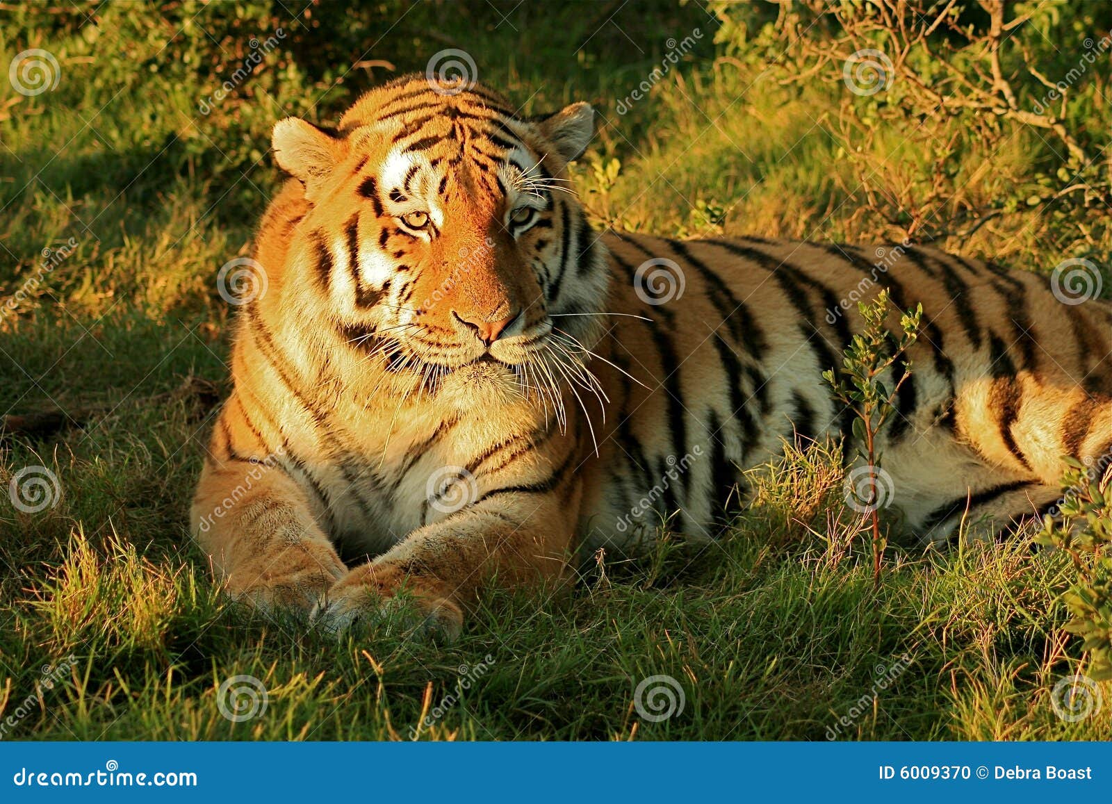 Rare Tiger stock photo. Image of farm, panting, ears, rare - 6009370