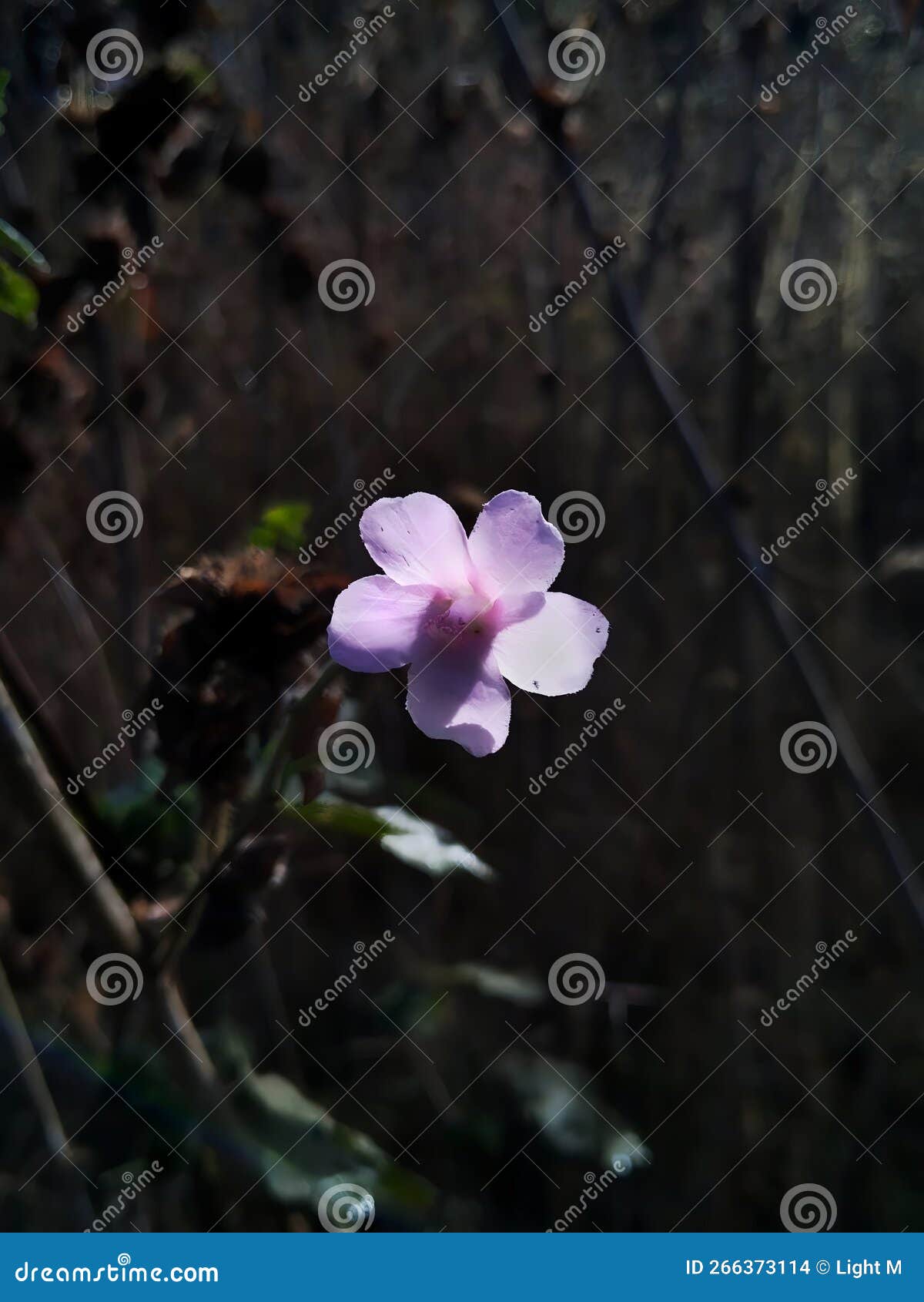 Rare tiny violet flower stock photo. Image of flower - 266373114