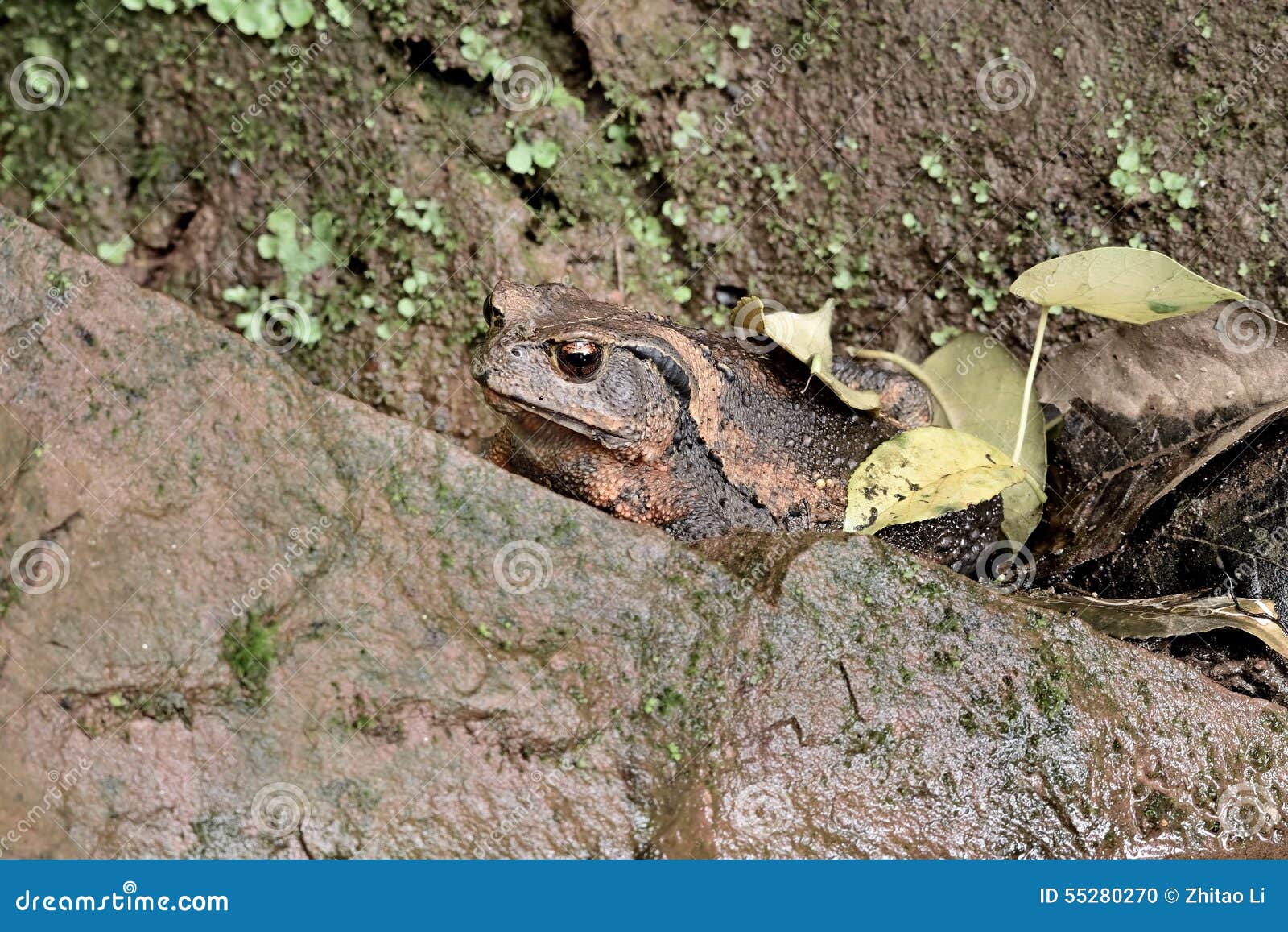 A rare toad resting stock photo. Image of amphibians - 55280270