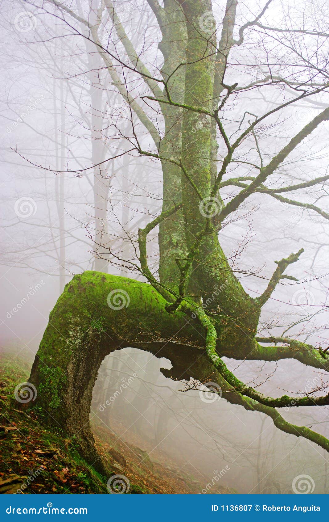 Rare tree in the fog stock image. Image of romantic, shine - 1136807