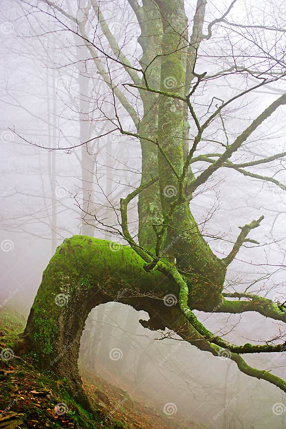 Rare tree in the fog stock image. Image of romantic, shine - 1136807