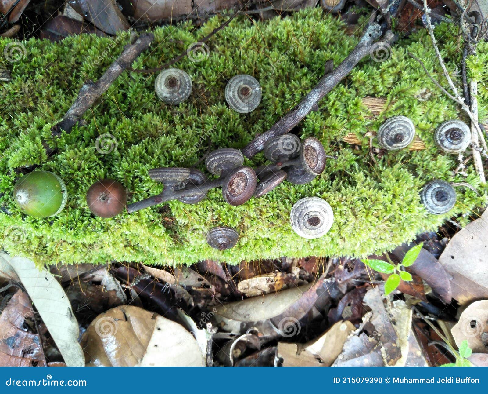 Rare tree roots stock photo. Image of fungus, wildlife - 215079390