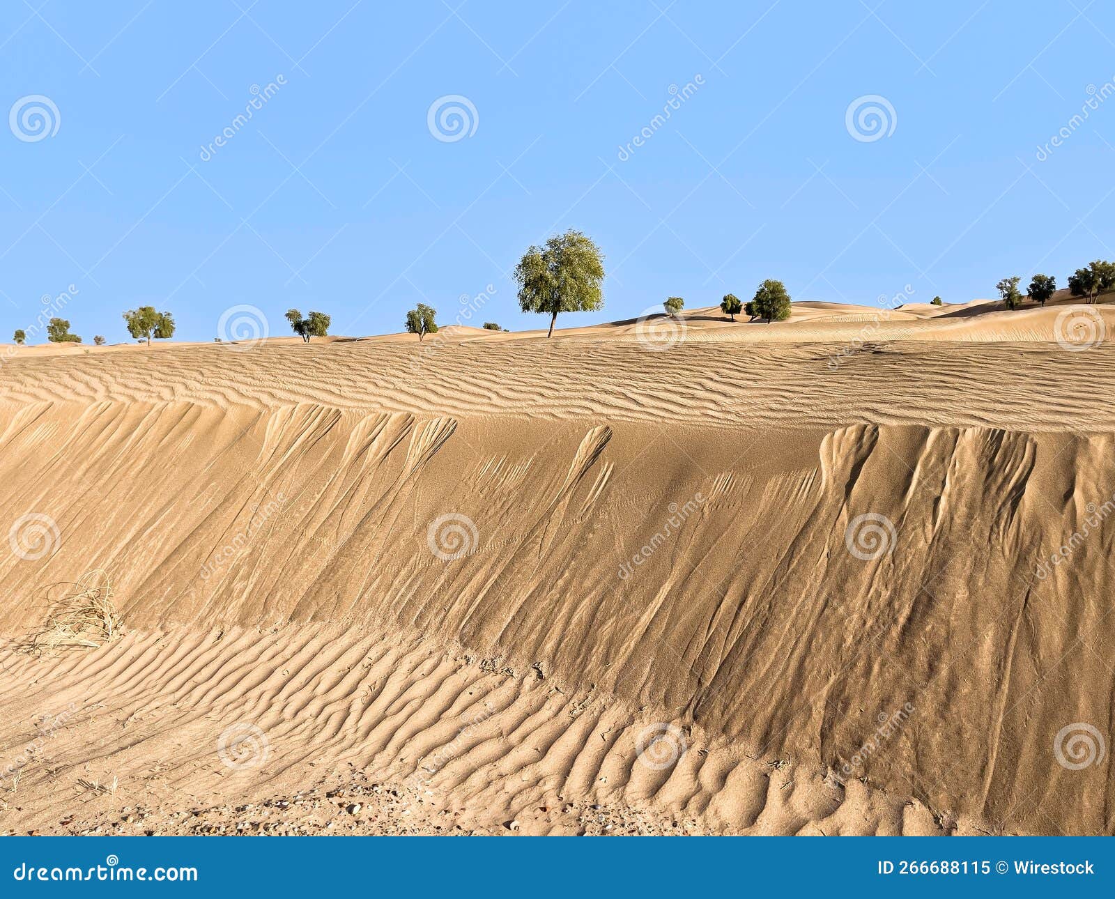 Rare Trees in an Empty Desert Against the Blue Sky Stock Image - Image ...