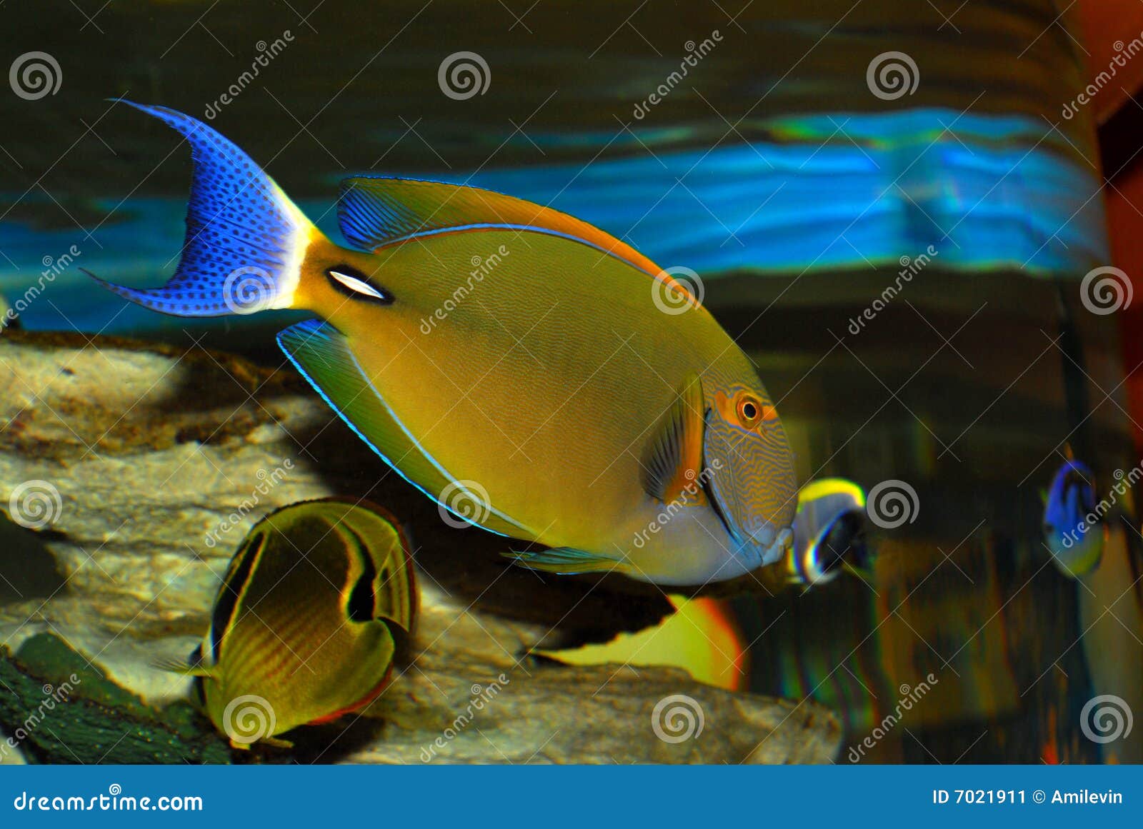 Rare tropical fish stock image. Image of rare, assorted - 7021911