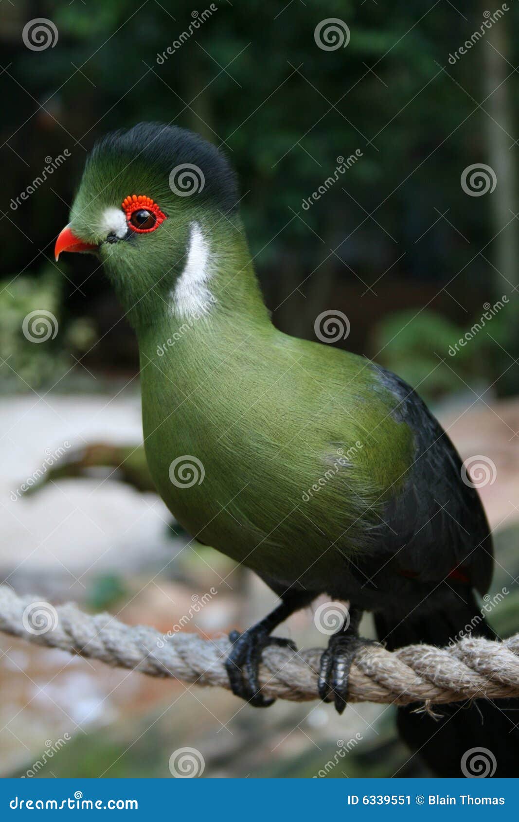Rare Turaco Bird stock image. Image of rainforest, africa - 6339551