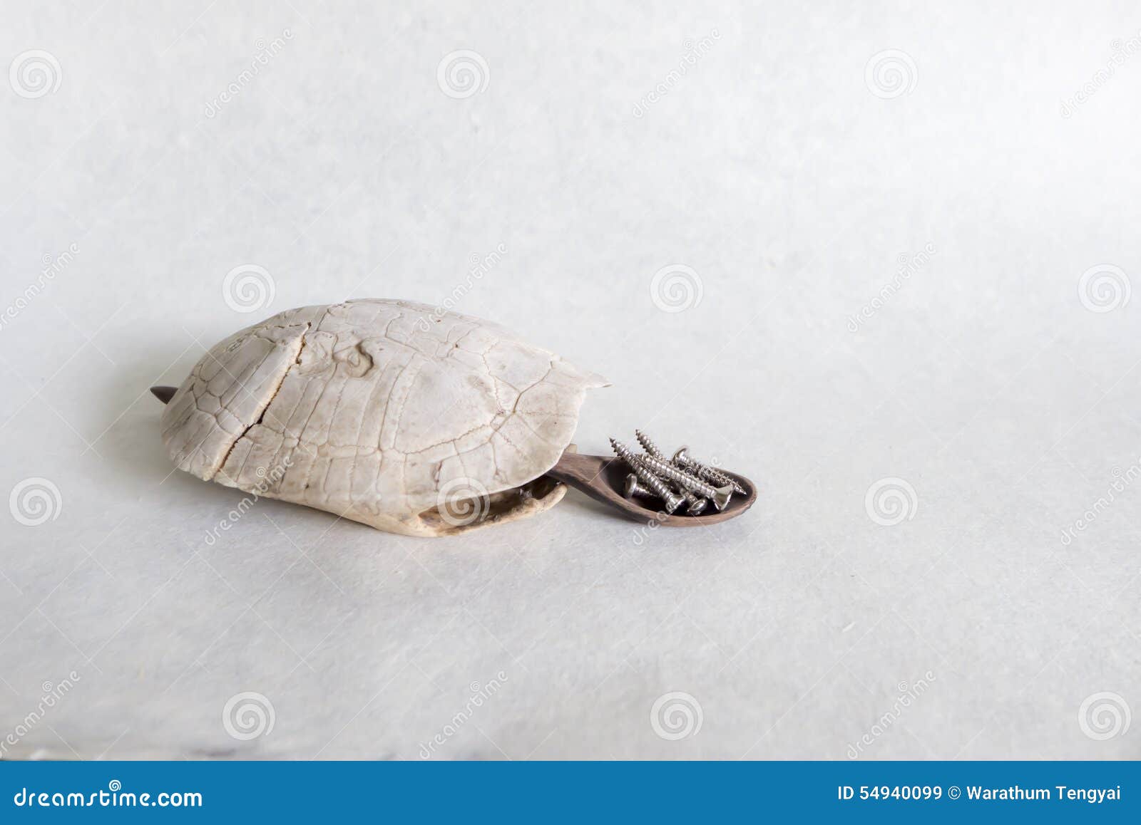 Rare Turtle Stock Image | CartoonDealer.com #54940099