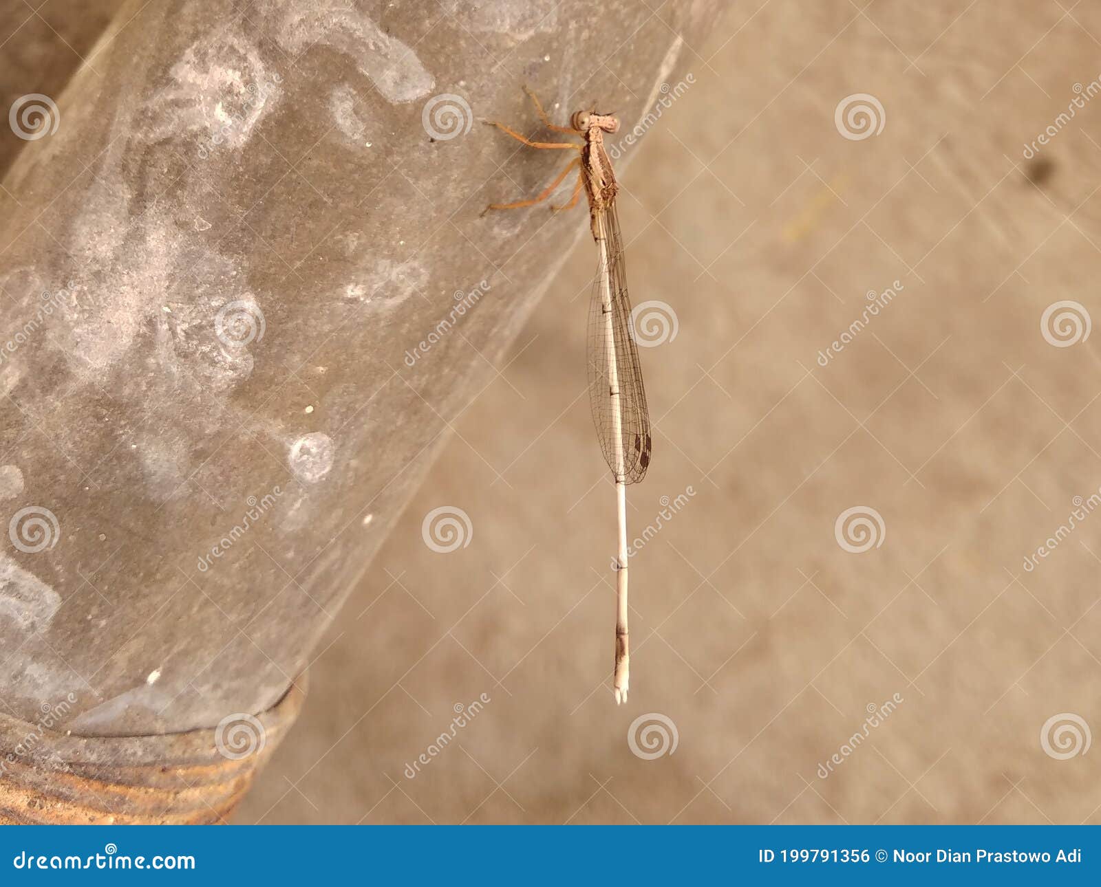 Mini dragonfly stock photo. Image of invertebrate, animal - 199791356