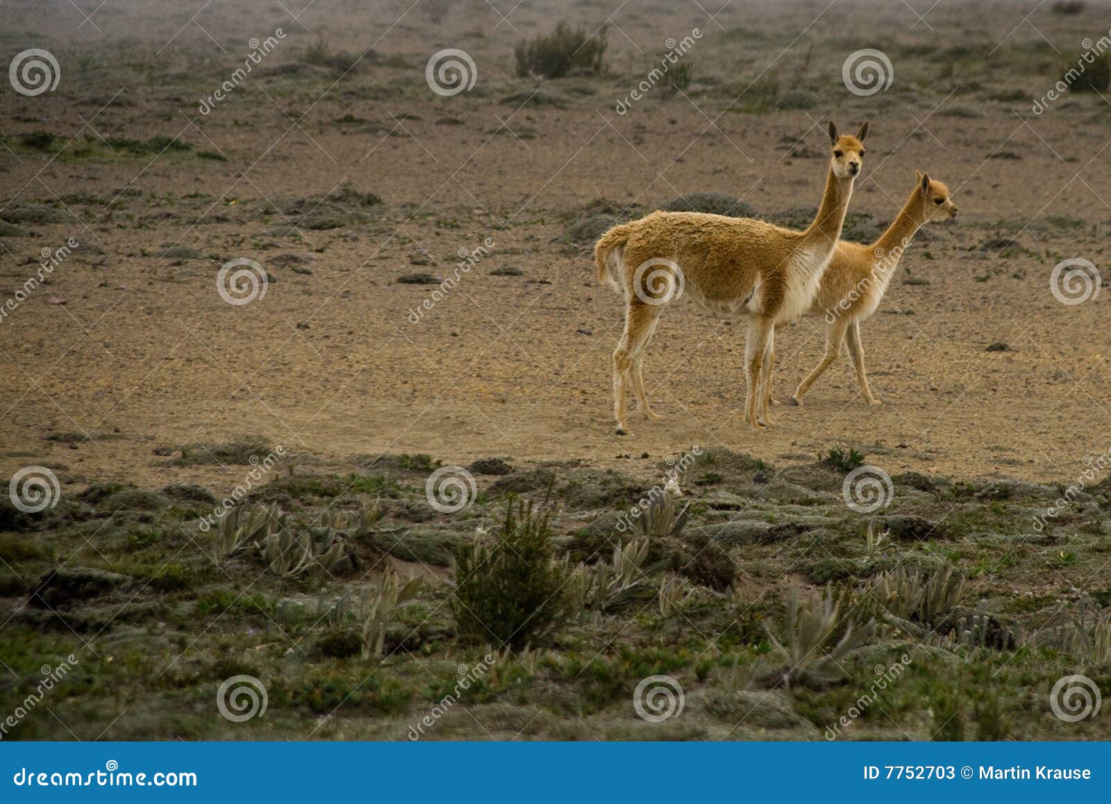 Rare vicunas stock image. Image of america, farm, cuddly - 7752703