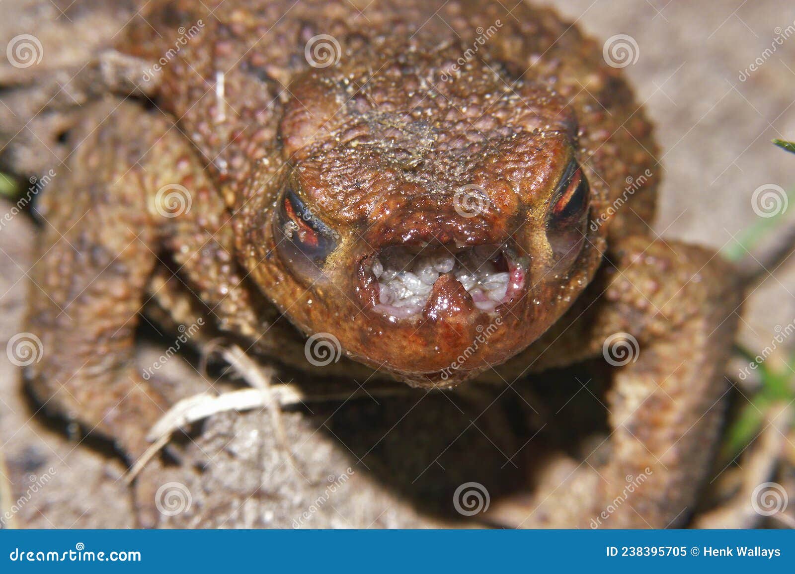 A Rare View on a Common Toad, Bufo Bufo , Infected with Maggots of the ...