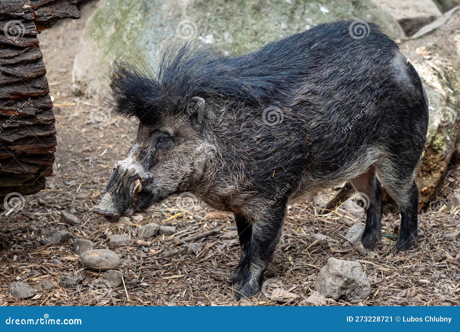 Rare Visayan Warty Pig, Sus Cebifrons Negrinus Stock Image - Image of ...