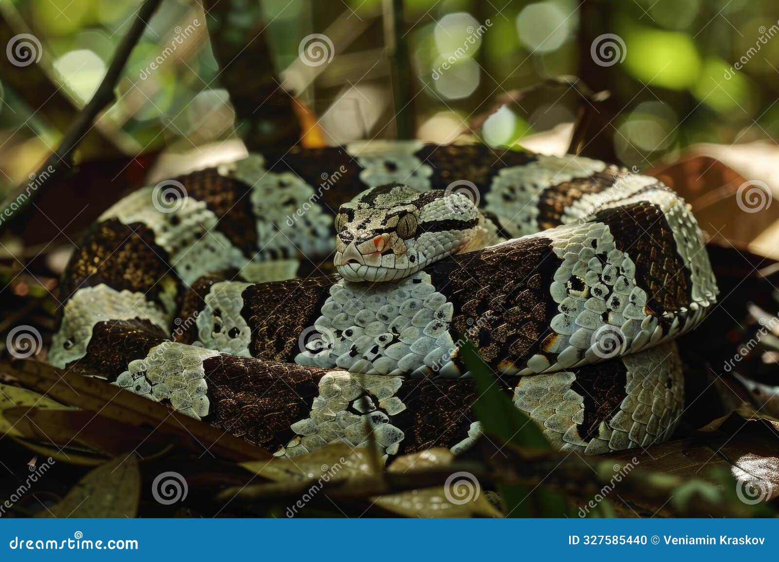 A Rare, Vividly Patterned Gaboon Viper Coiled In The Underbrush Of A ...