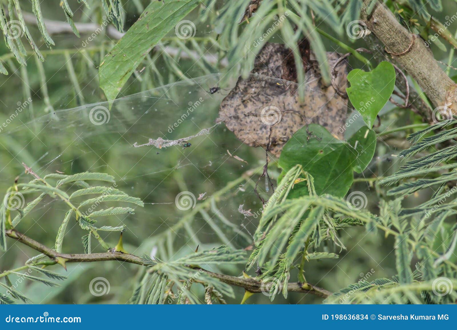 A Rare Web Formation Inside the Plant. Underneath There are Several ...
